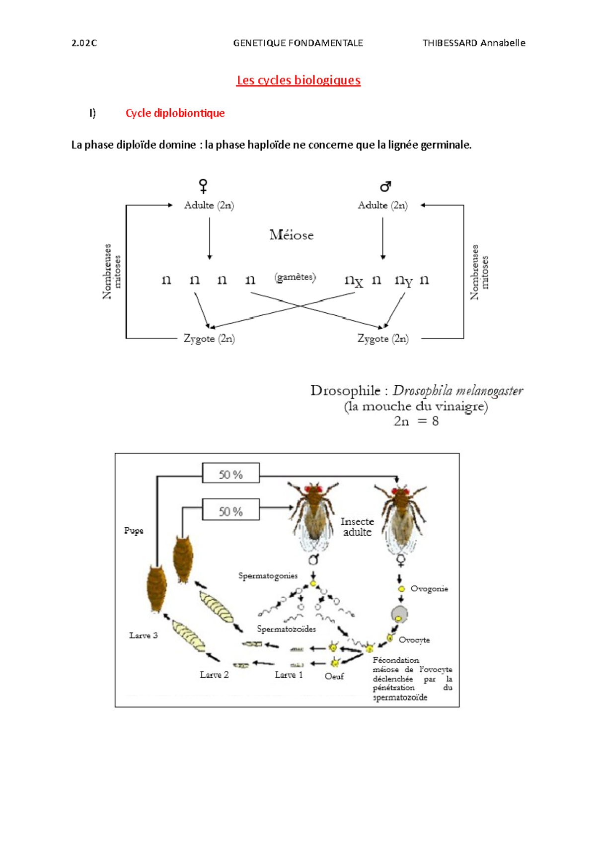 Les cycles biologiques - 2 GENETIQUE FONDAMENTALE THIBESSARD Annabelle ...