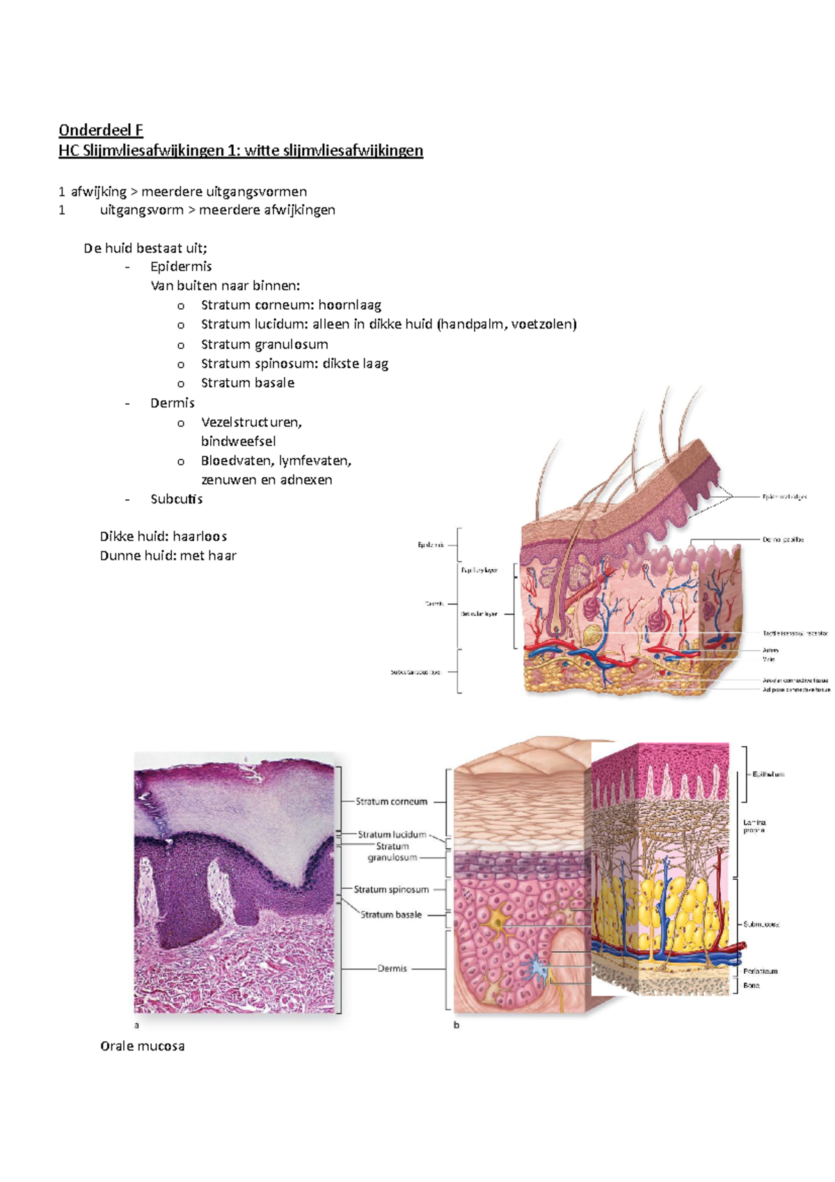 Onderdeel F- slijmvliesafwijkingen - Slijmvliesepitheel is dikker ...