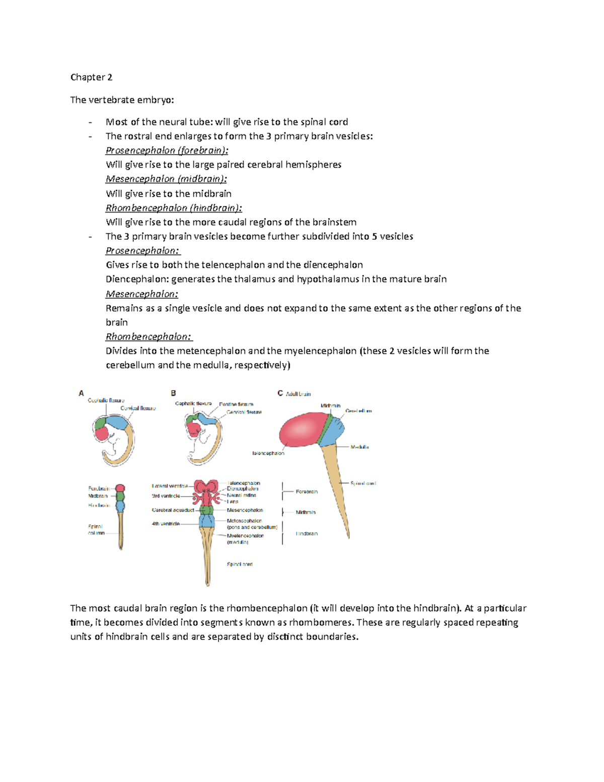 Chapter 2 - Samenvatting Neurodevelopment - Chapter 2 The vertebrate ...