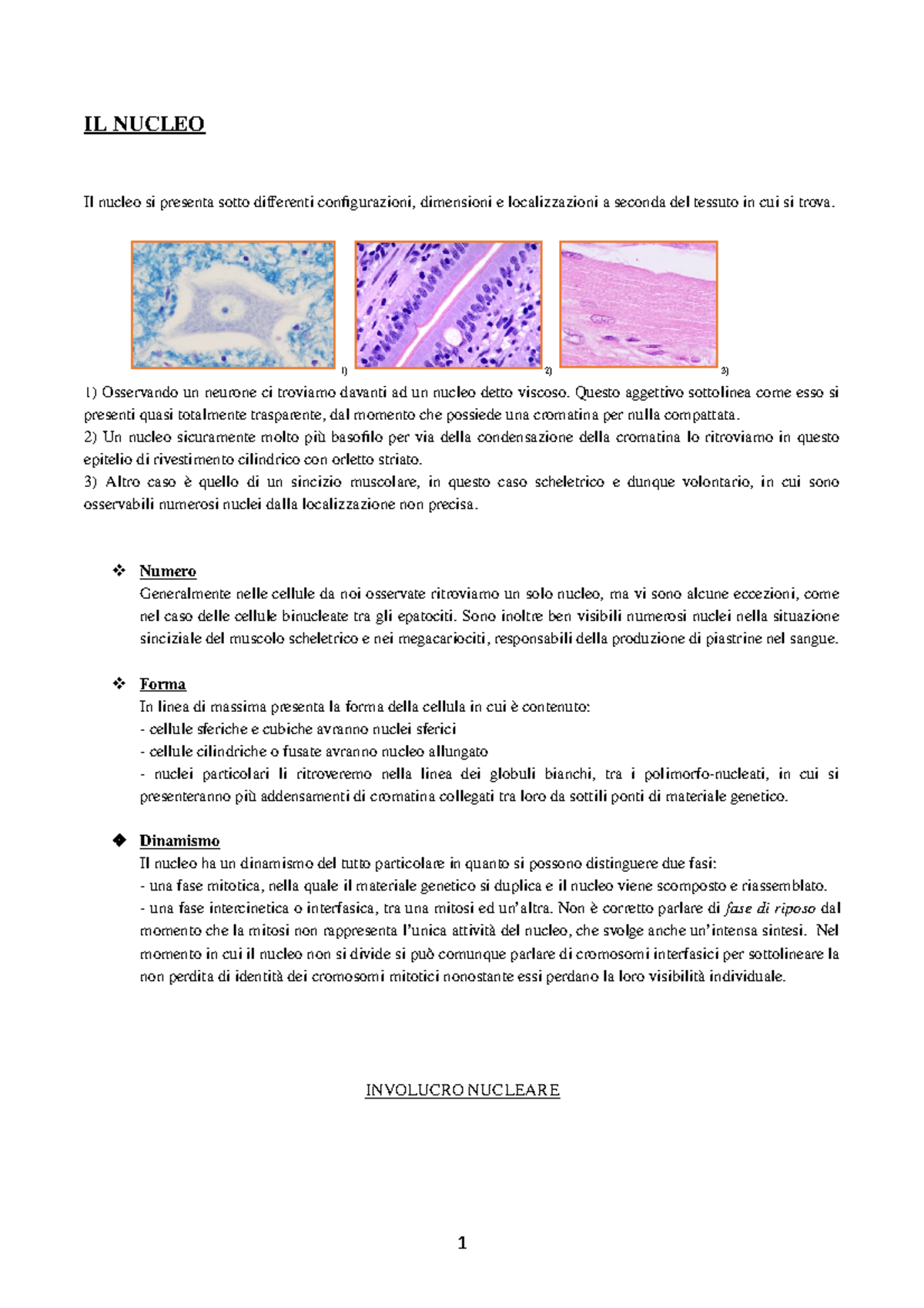 Il nucleo-istologia - IL NUCLEO Il nucleo si presenta sotto differenti ...