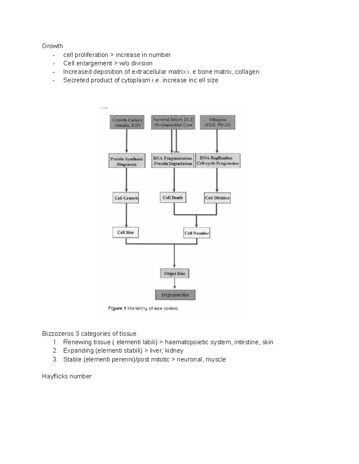BY153 Tissue Adaptation - Growth - cell proliferation > increase in ...