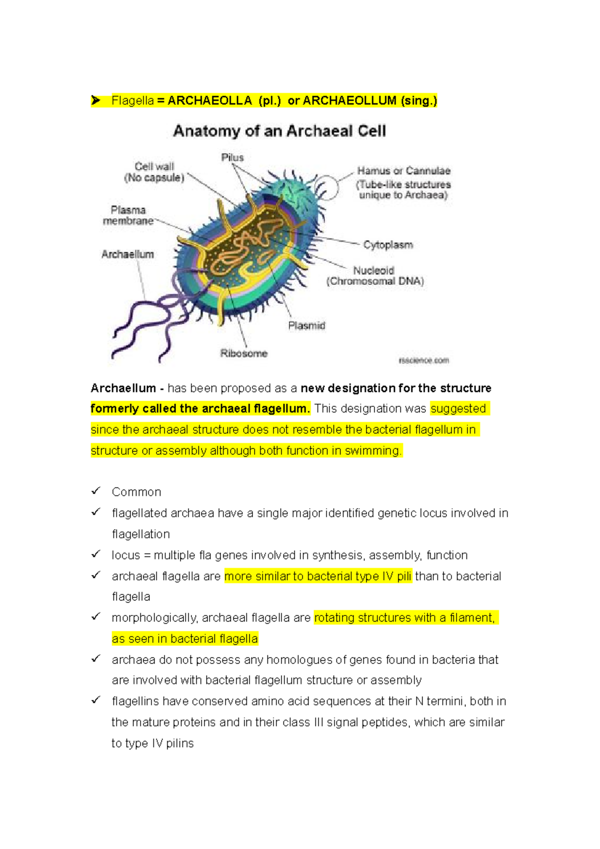 Archaea Flagella - Flagella = ARCHAEOLLA (pl.) or ARCHAEOLLUM (sing ...