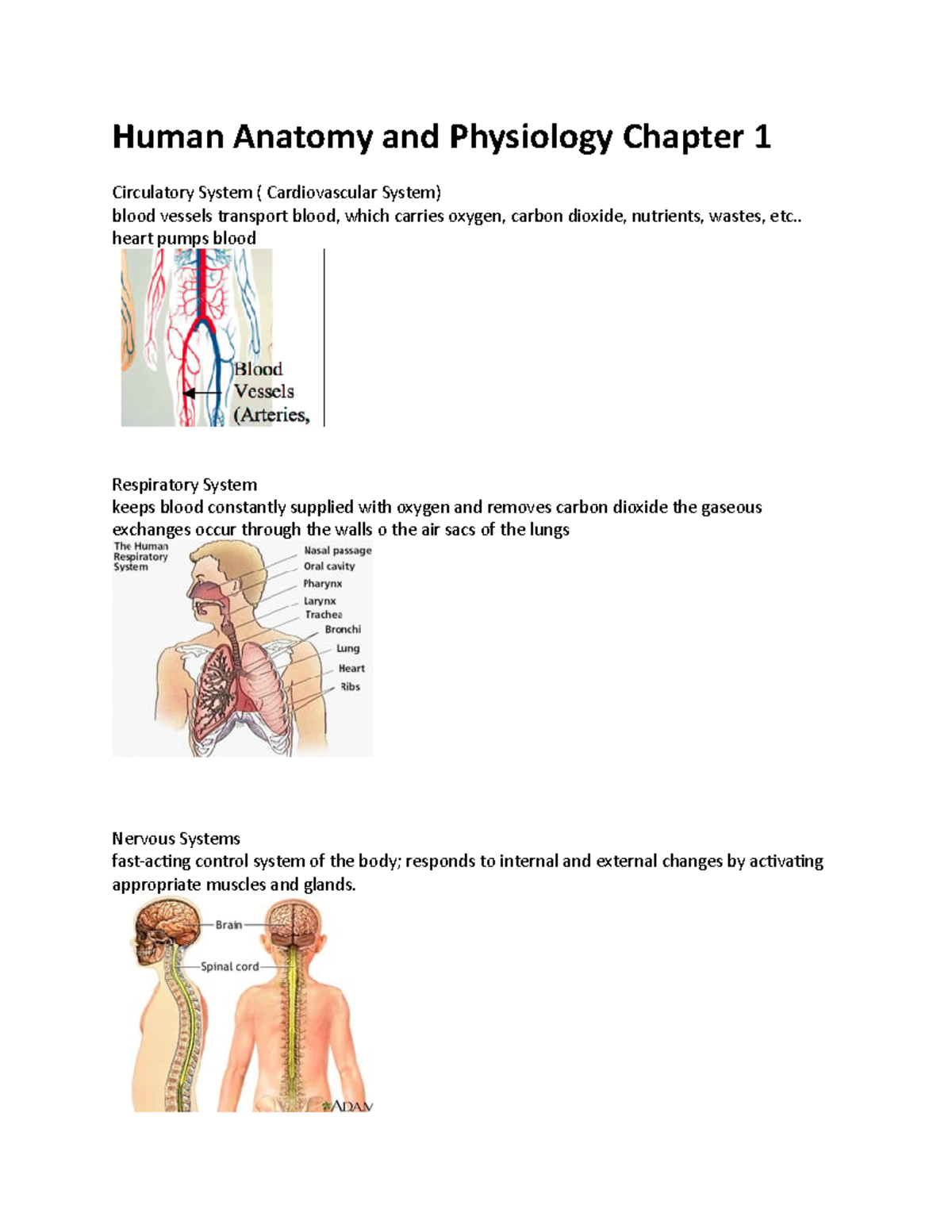 Human Anatomy and Physiology Chapter 1 with pictures - Human Anatomy ...