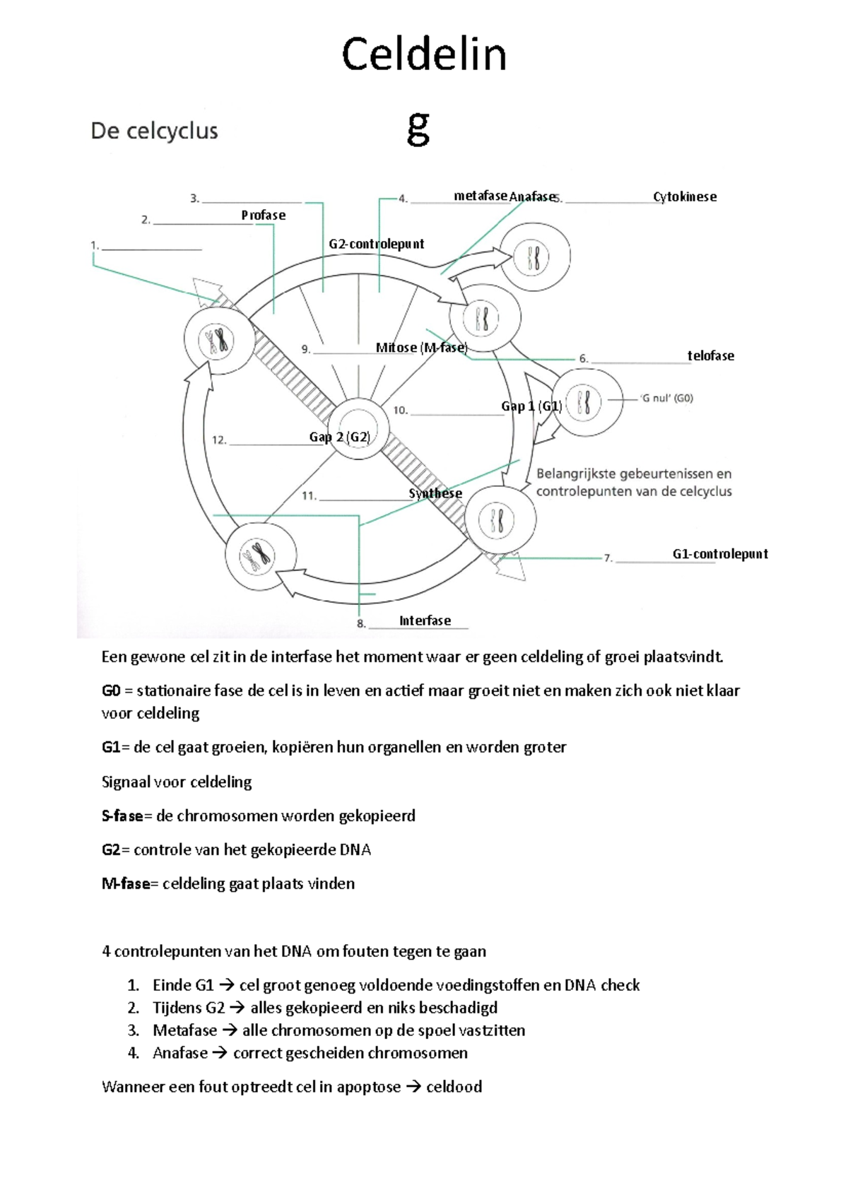 De eukaryote cel 2b celdeling - Een gewone cel zit in de interfase het ...