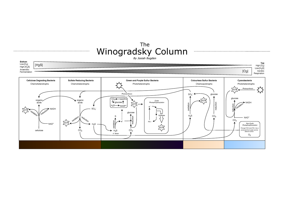 Winogradsky Column Chemistry Poster - organic acids cellulose oxidation ...