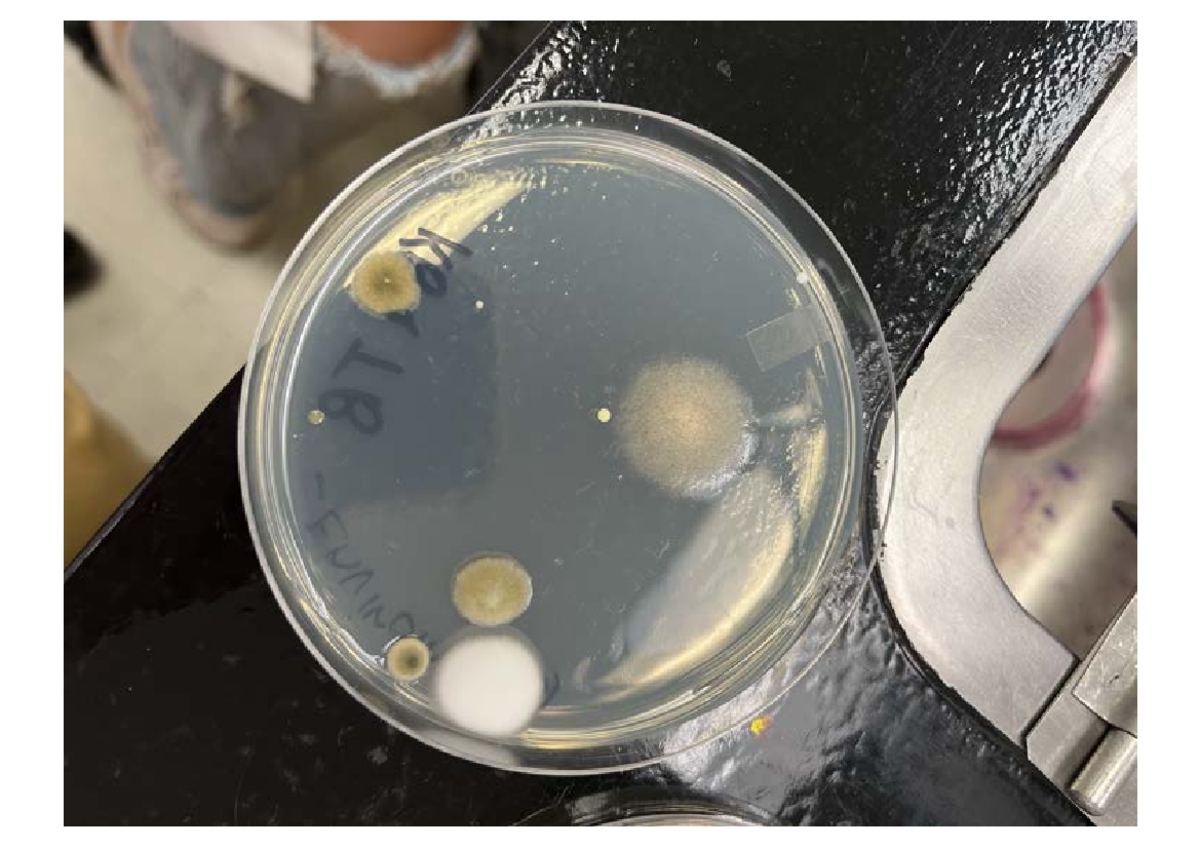 240 Lab 3 Report 1 - environment plate - ,.. - Studocu
