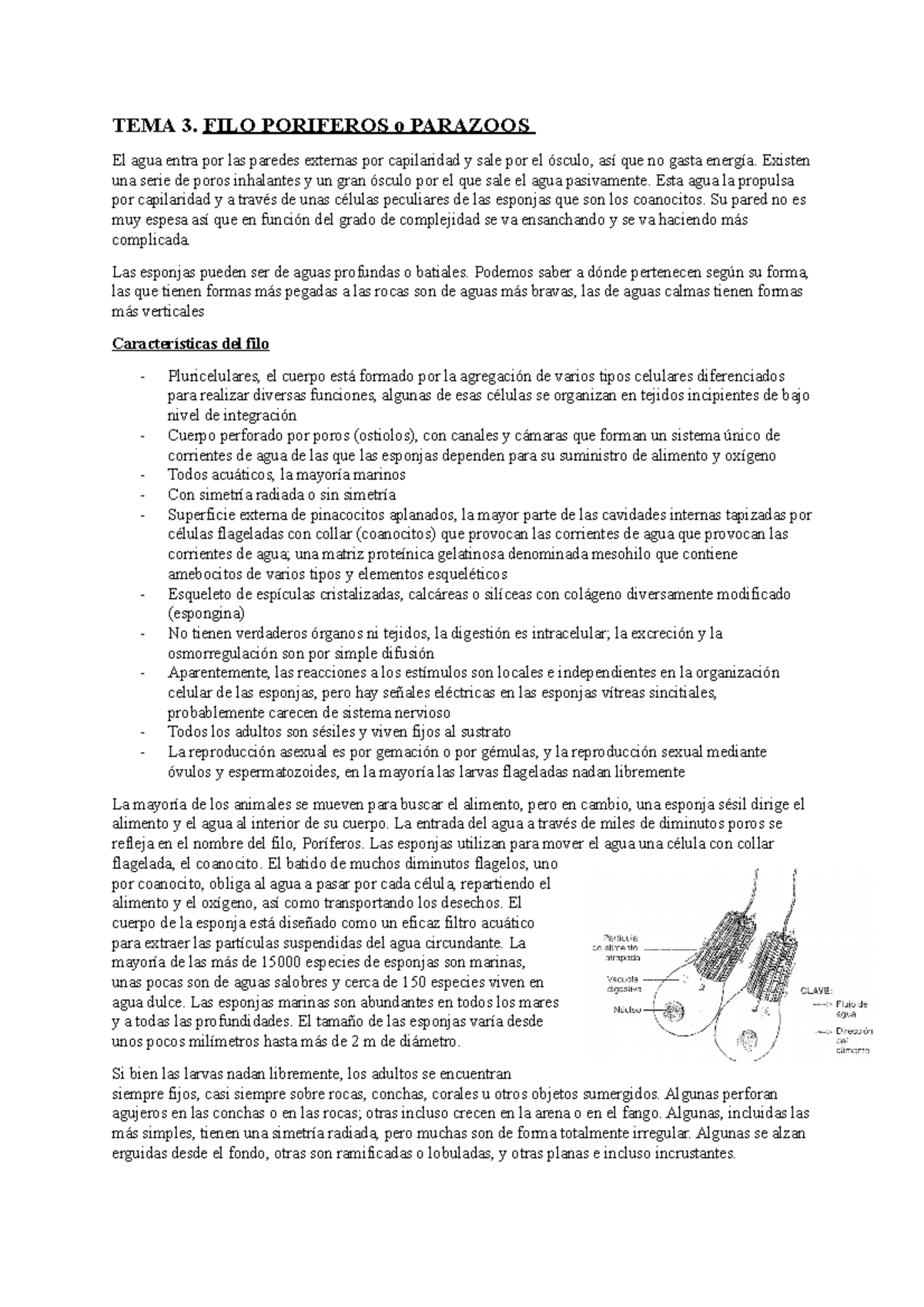 Tema 3. poriferos - Apuntes 3 completo - TEMA 3. FILO PORIFEROS o ...