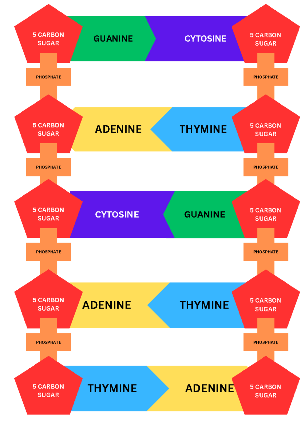 5 Carbon Sugar - DNA N RNA - mapeh - ADENINE THYMINE GUANINE CYTOSINE ...