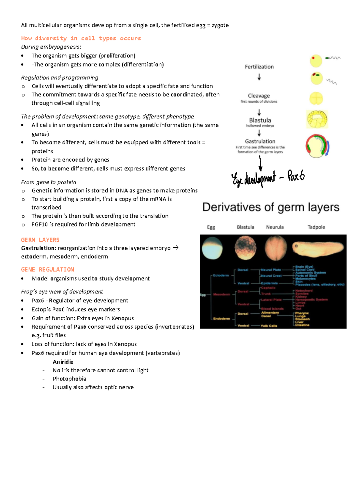 L4 Genes and Development - All multicellular organisms develop from a ...