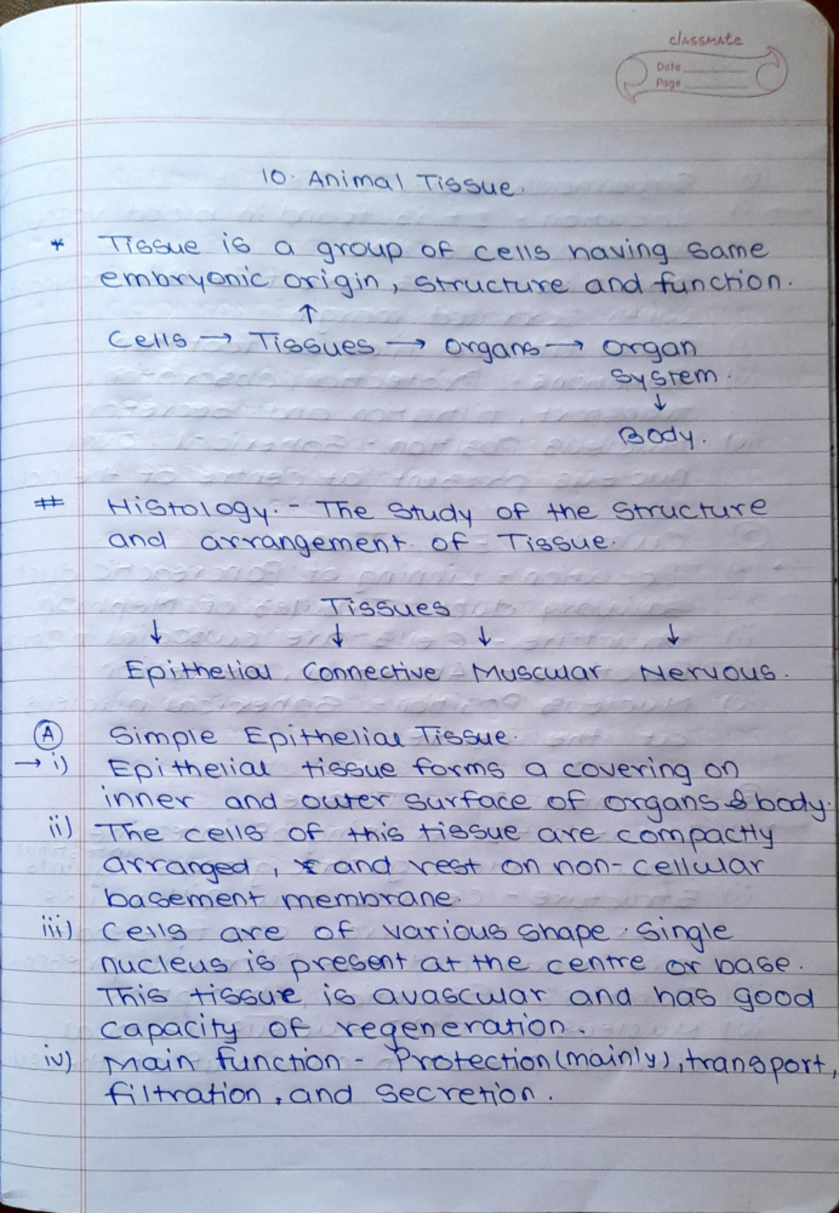 Animal Tissue - 11th hsc bio - classmate Date Page 10. Animal Tissue ...