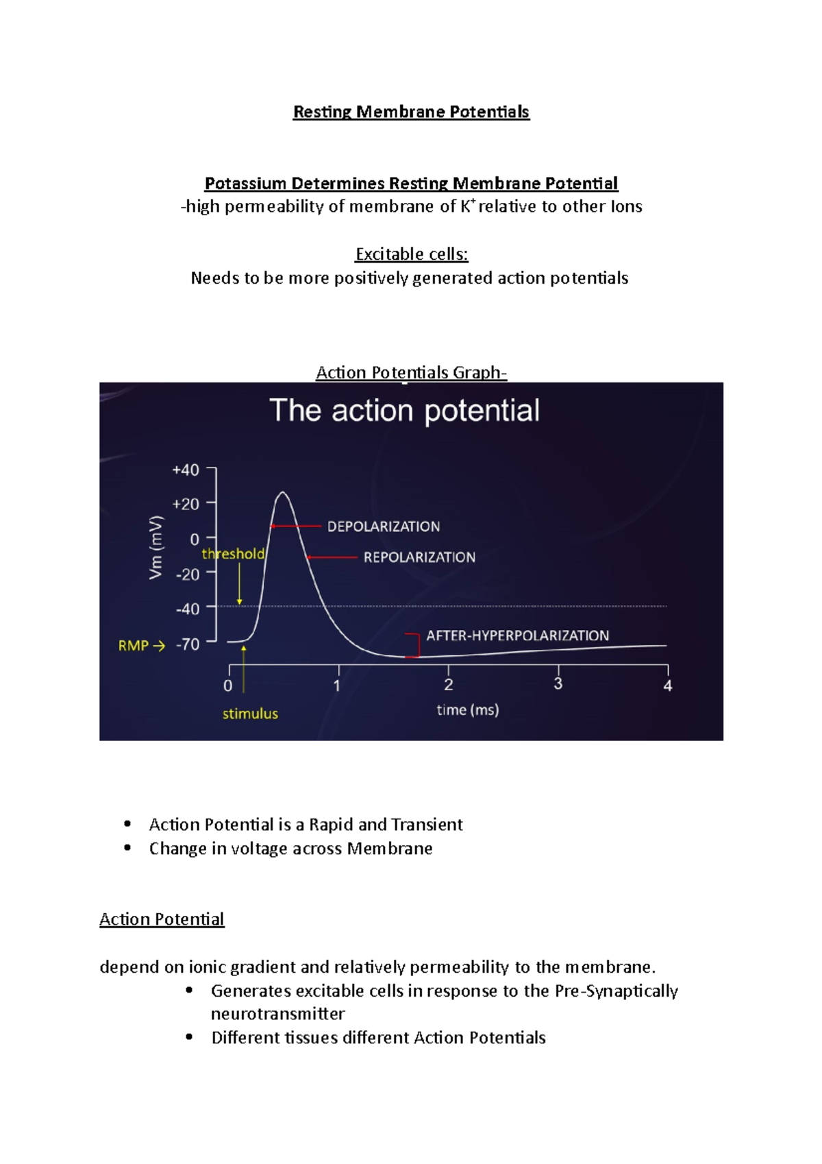 Resting Membrane Potentials - Resting Membrane Potentials Potassium ...