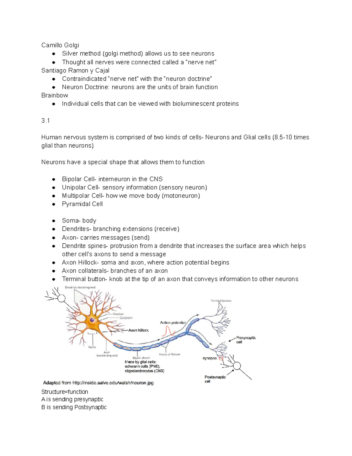 CH3 Intro to brain and behavior - Camillo Golgi Silver method (golgi ...