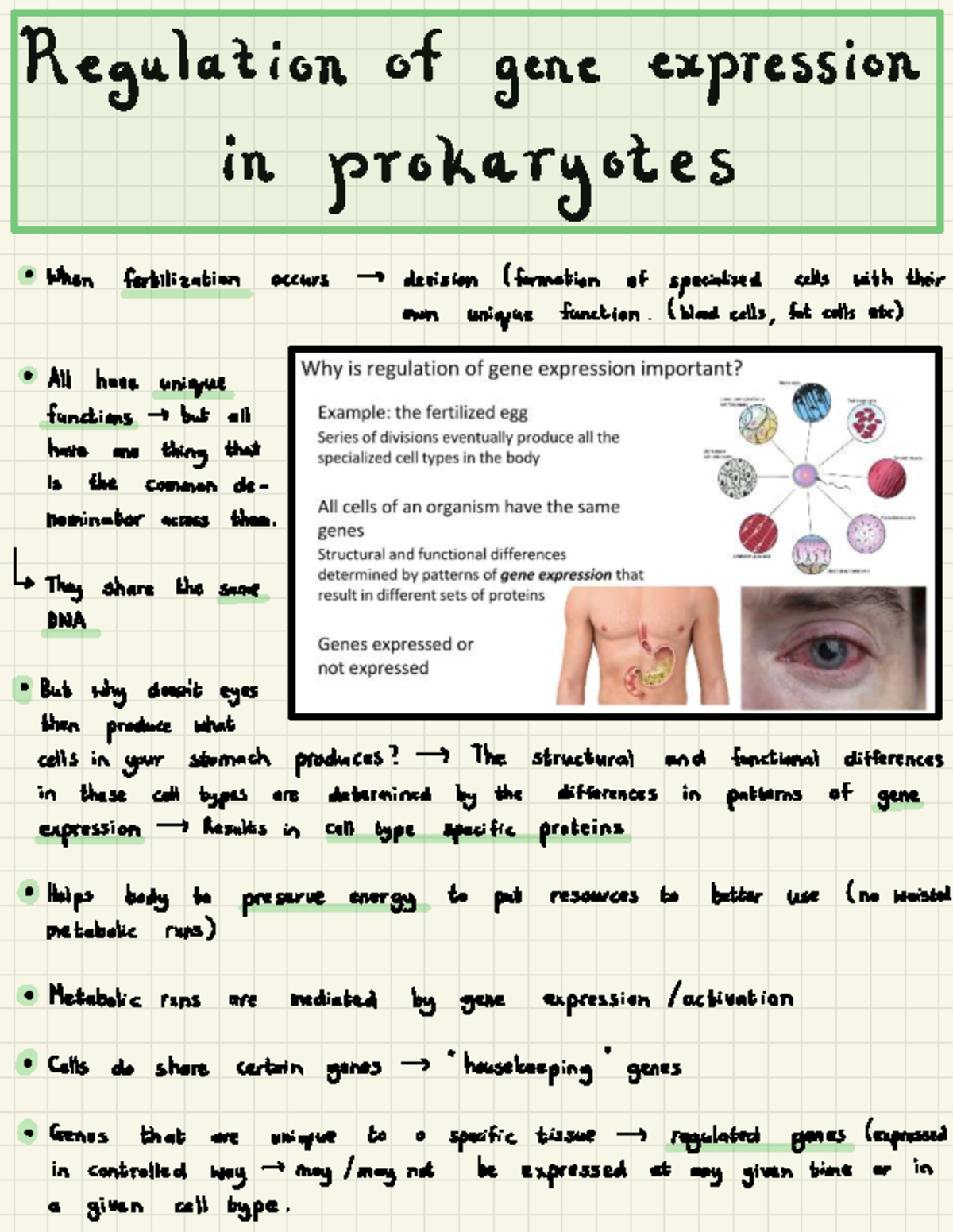 8 regulation of gene expression in prokaryotes - Regulation of gene ...