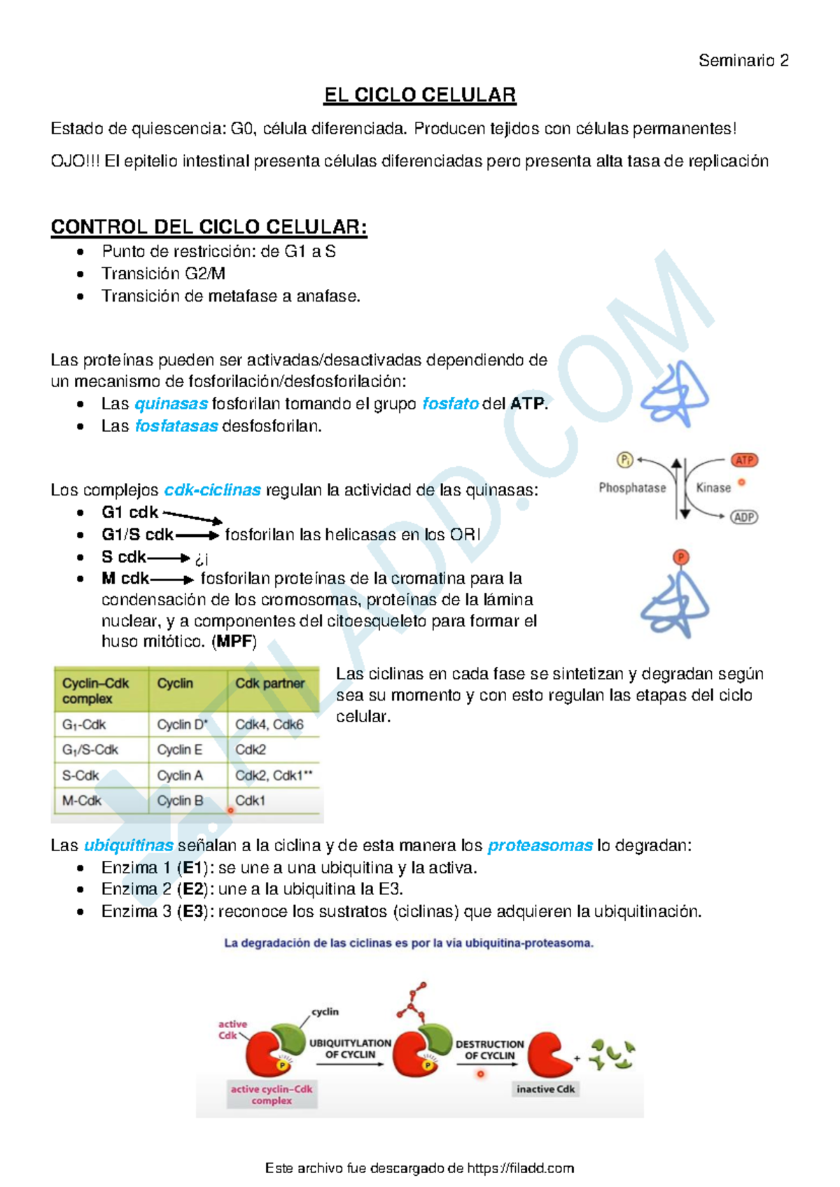 Seminario 2 - Seminario 2 EL CICLO CELULAR Estado de quiescencia: G0 ...