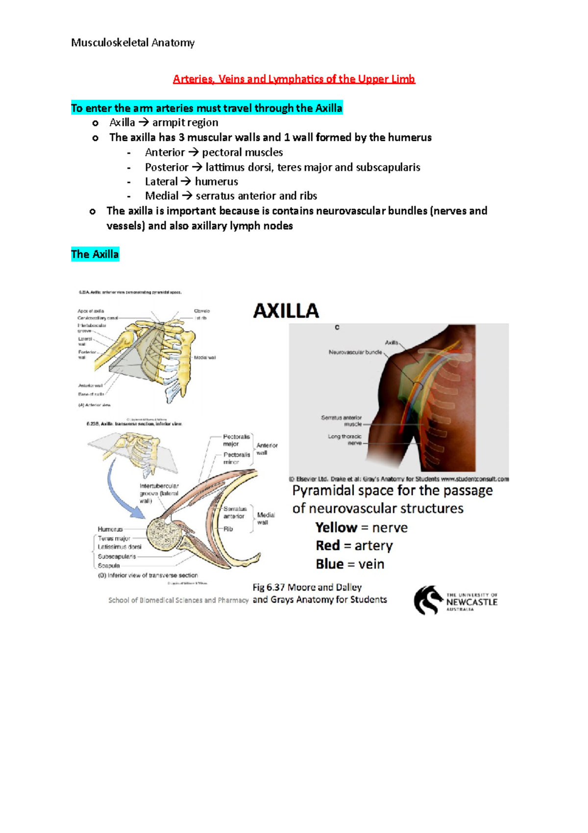 Arteries, Veins and Lymphatics Notes - Named branches off the ...
