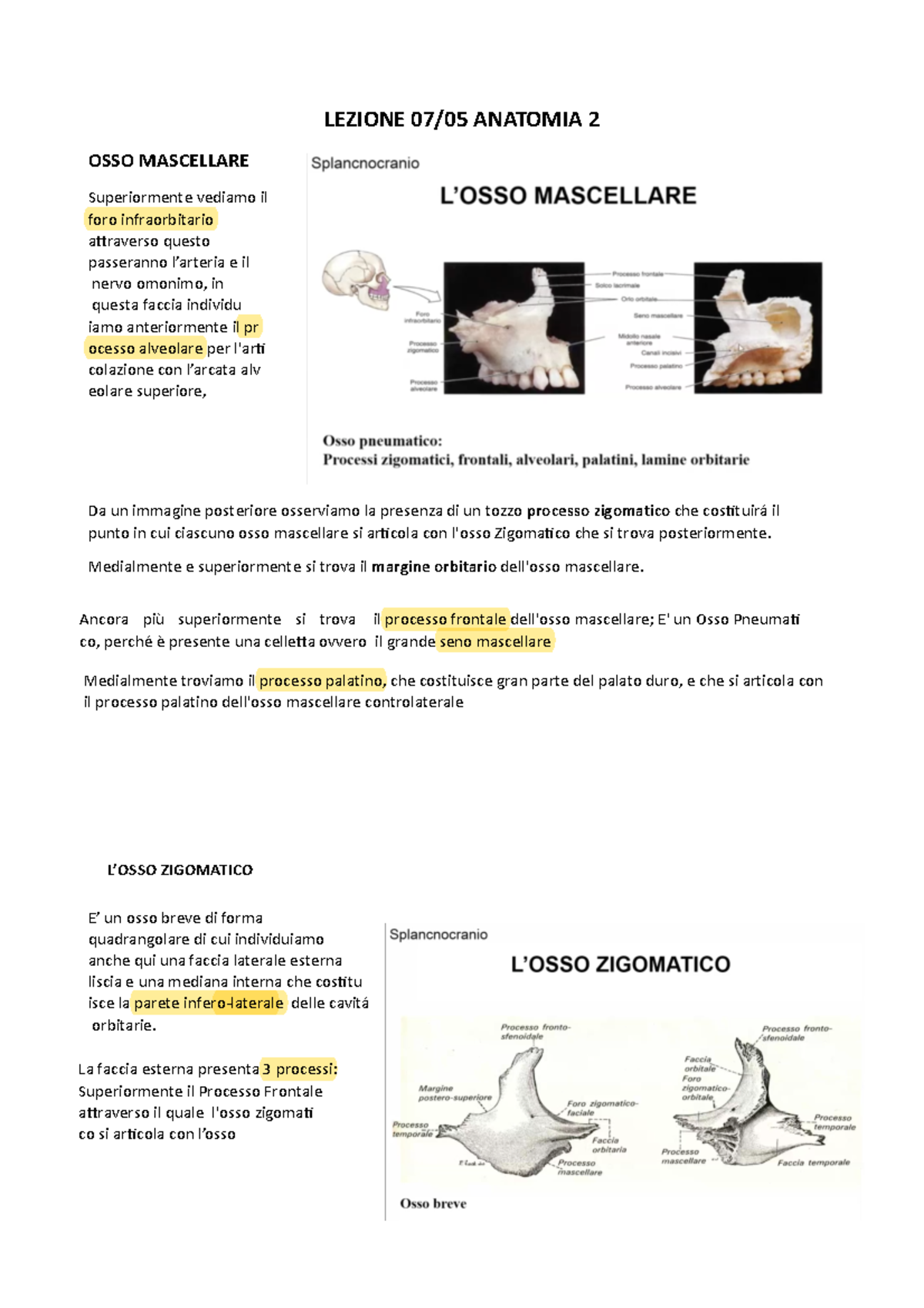 Cranio Pt2 - LEZIONE 07/05 ANATOMIA 2 OSSO MASCELLARE Superiormente ...