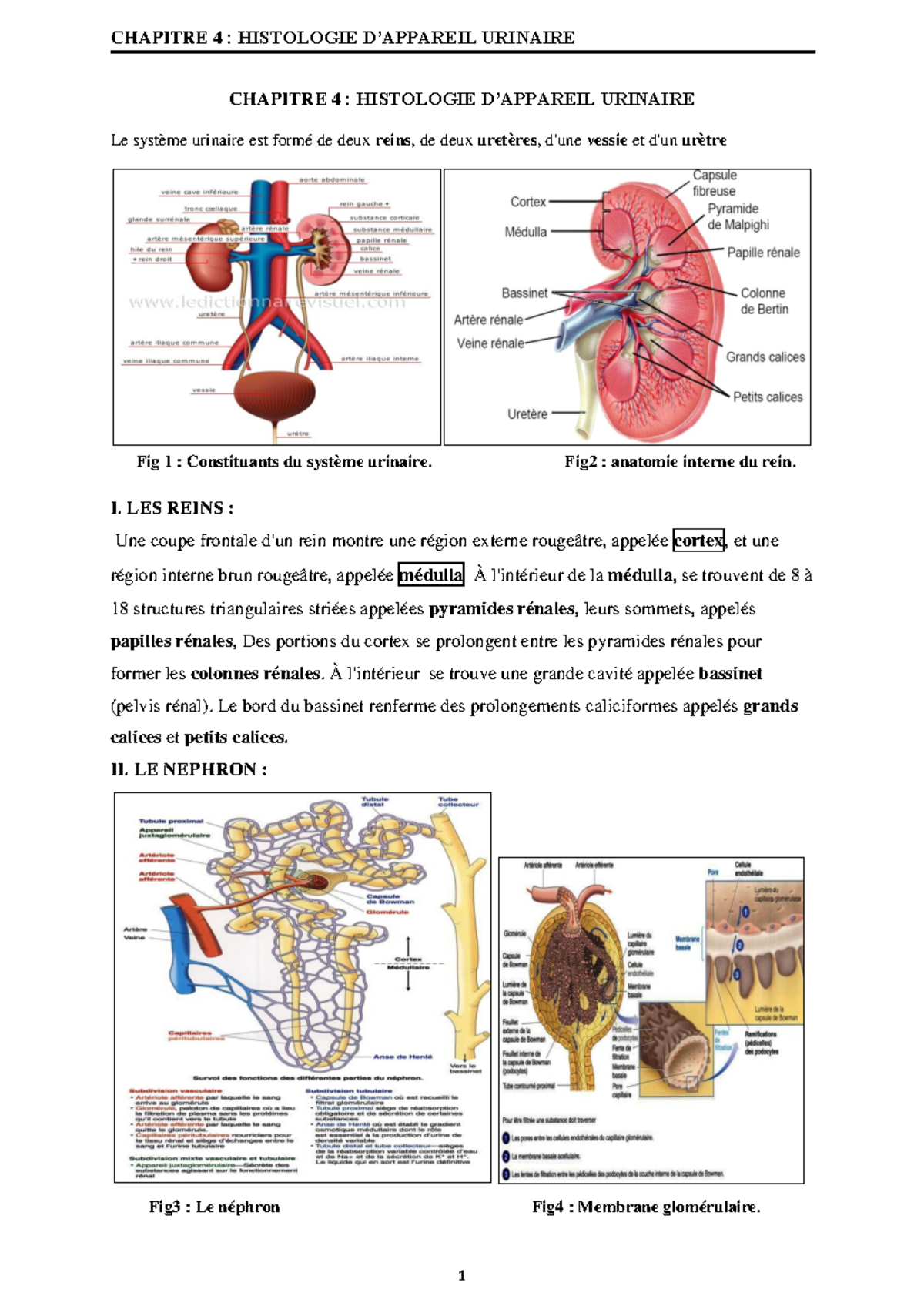 Cours 6 Histologie DE Lappareil Urinaire - CHAPITRE 4 : HISTOLOGIE D ...