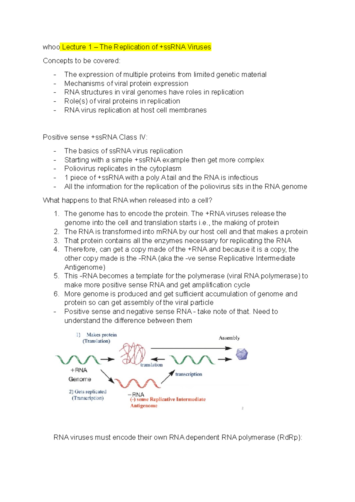 The virus impact and replication cycle - whoo Lecture 1 – The ...