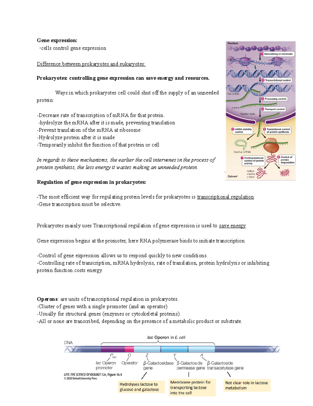 Unit 3 - unit 3 summary - Gene expression: →cells control gene ...