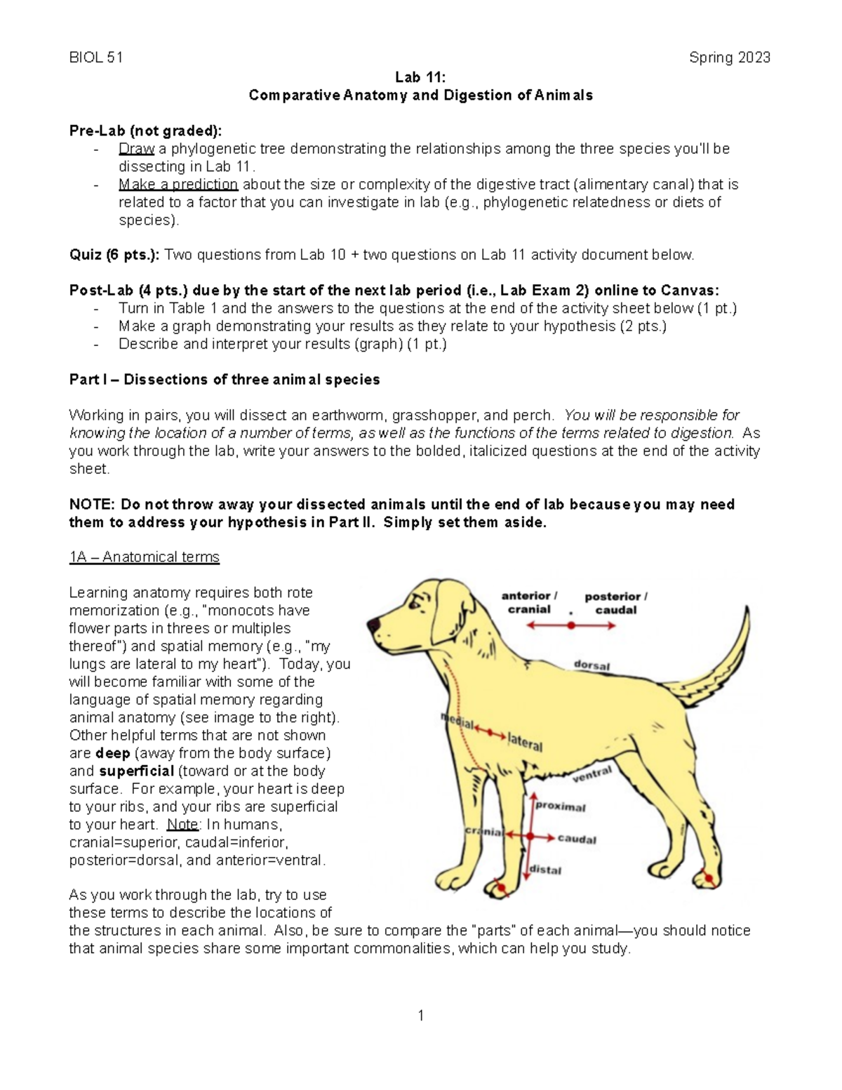 Lab 11 Pre-Lab Reading and Activity Sp23 - Lab 11: Comparative Anatomy ...