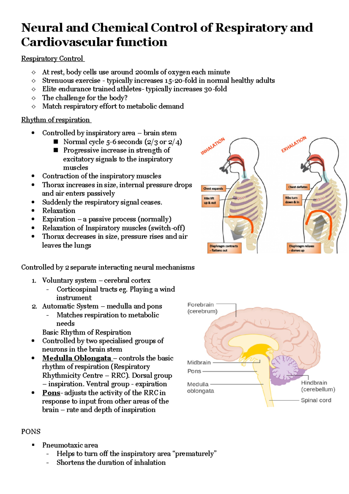 Neural and Chemical Control of Respiratory and Cardiovascular function ...