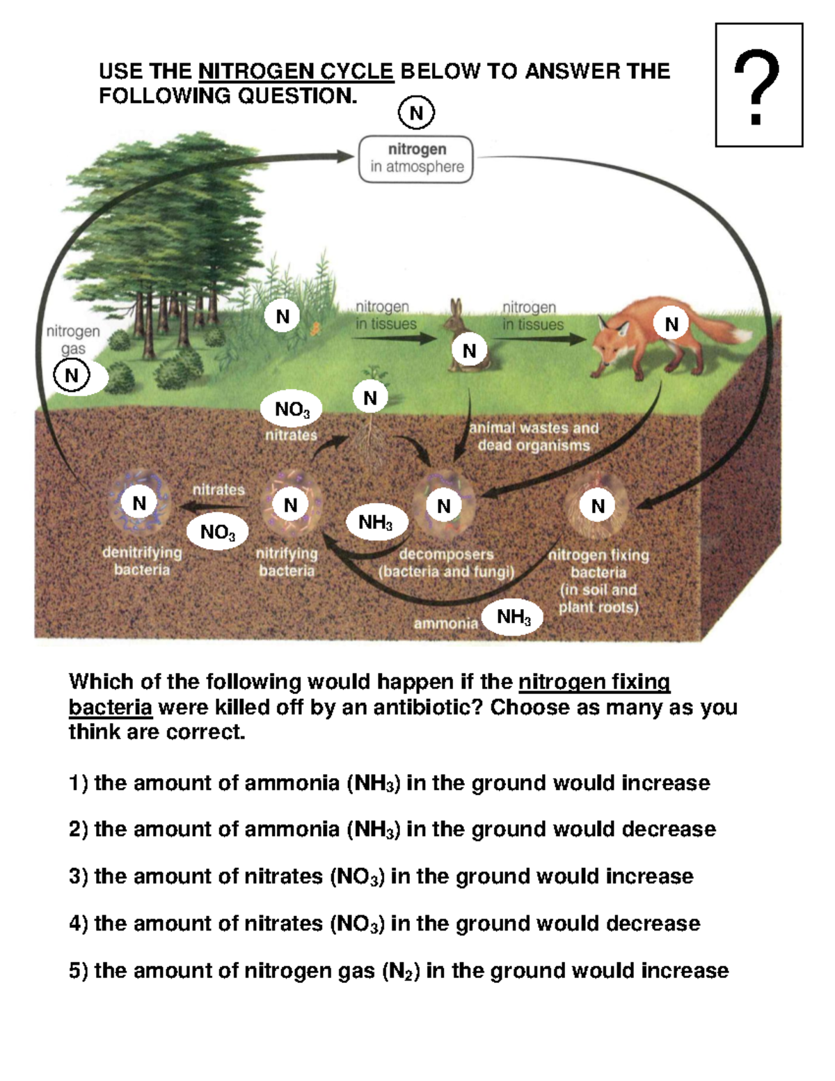Concept Question - nitrogen cycle - F2013 - USE THE NITROGEN CYCLE ...