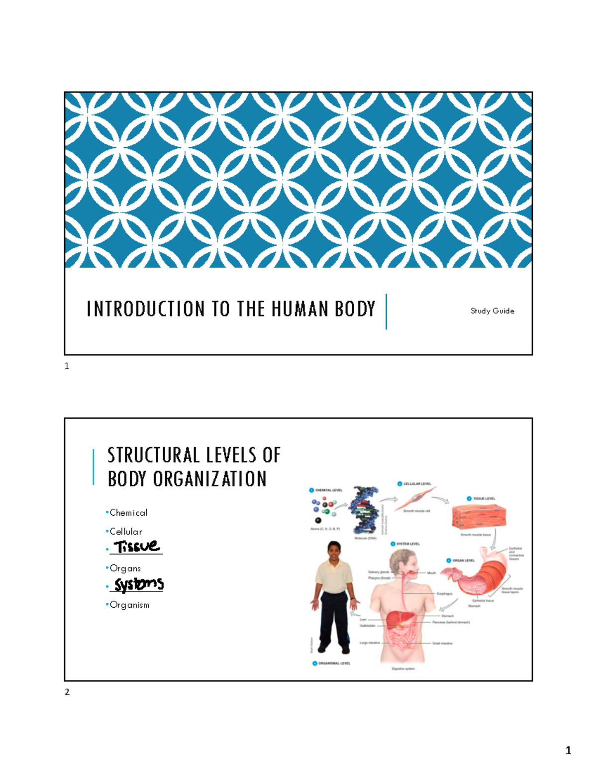 Study Guide 1 junk - INTRODUCTION TO THE HUMAN BODY Study Guide 1 ...