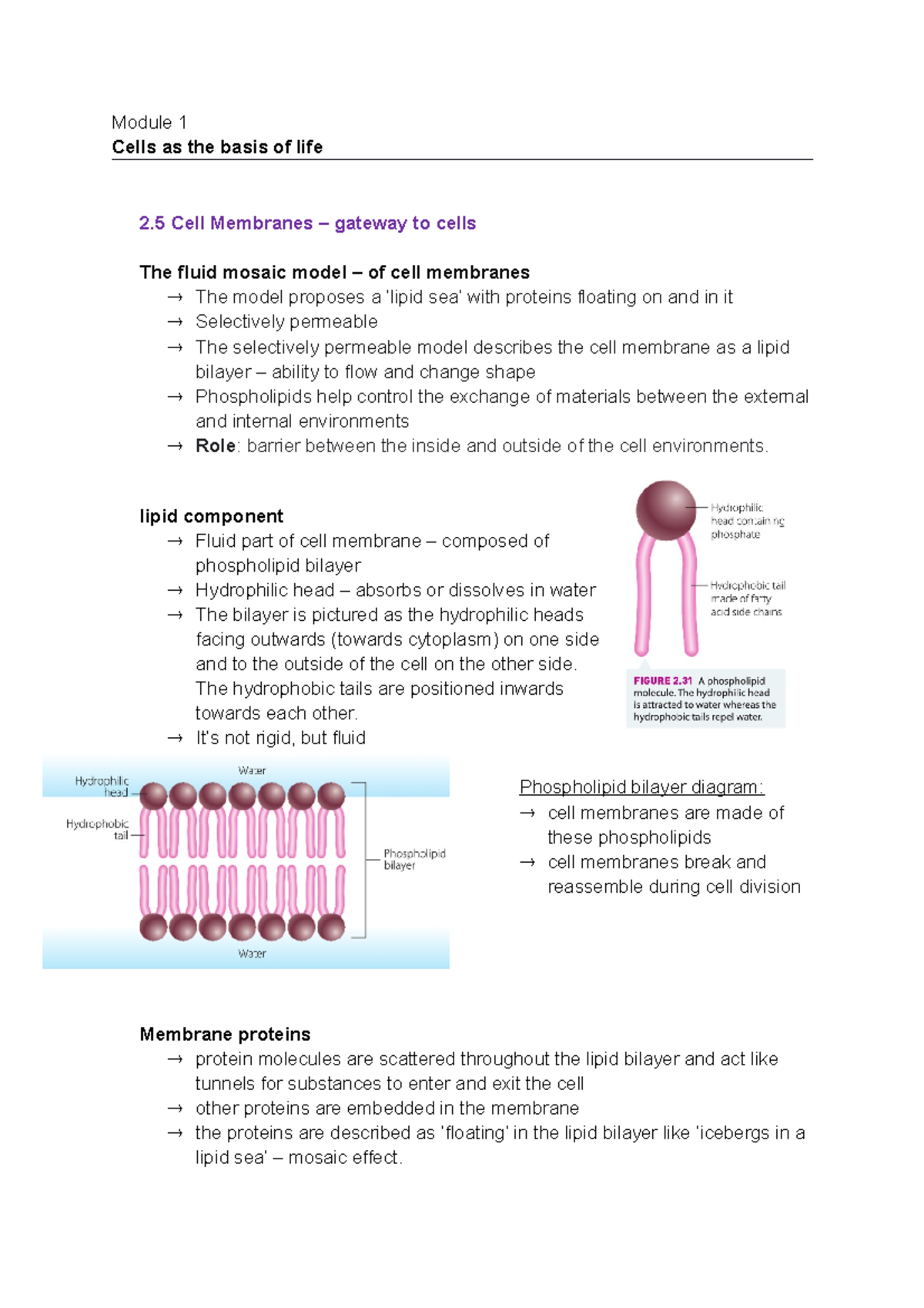 year 11 biology notes - Module 1 Cells as the basis of life 2 Cell ...