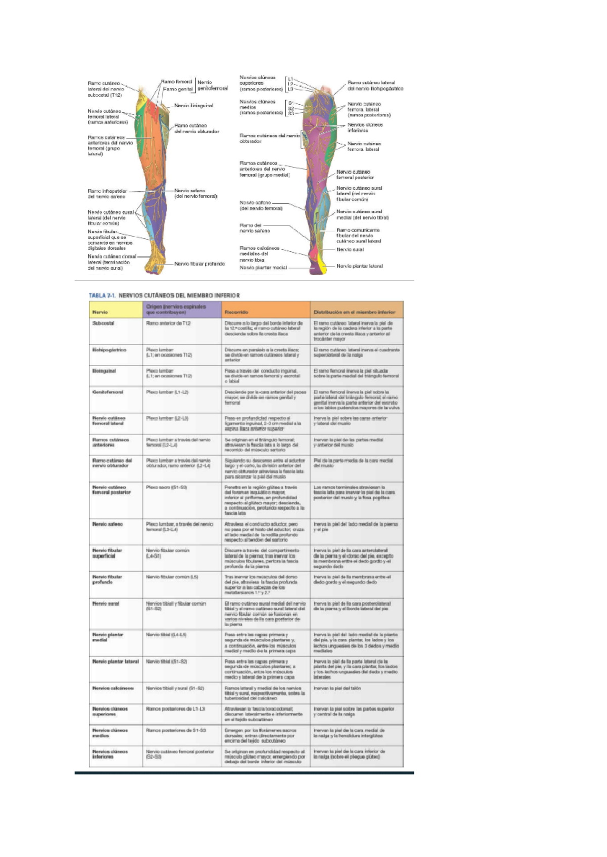 Dermatomas y Miotomas del miembro inferior - Creatividad, Actividad y ...