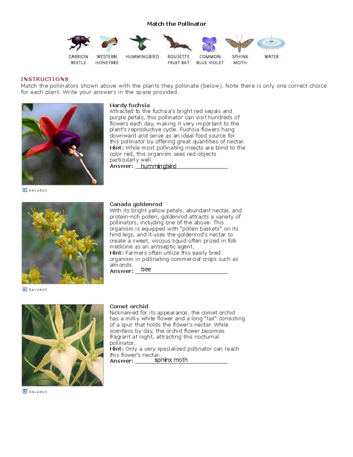 Morgan Marlow - Copy of SR Match the Pollinator - Match the Pollinator ...