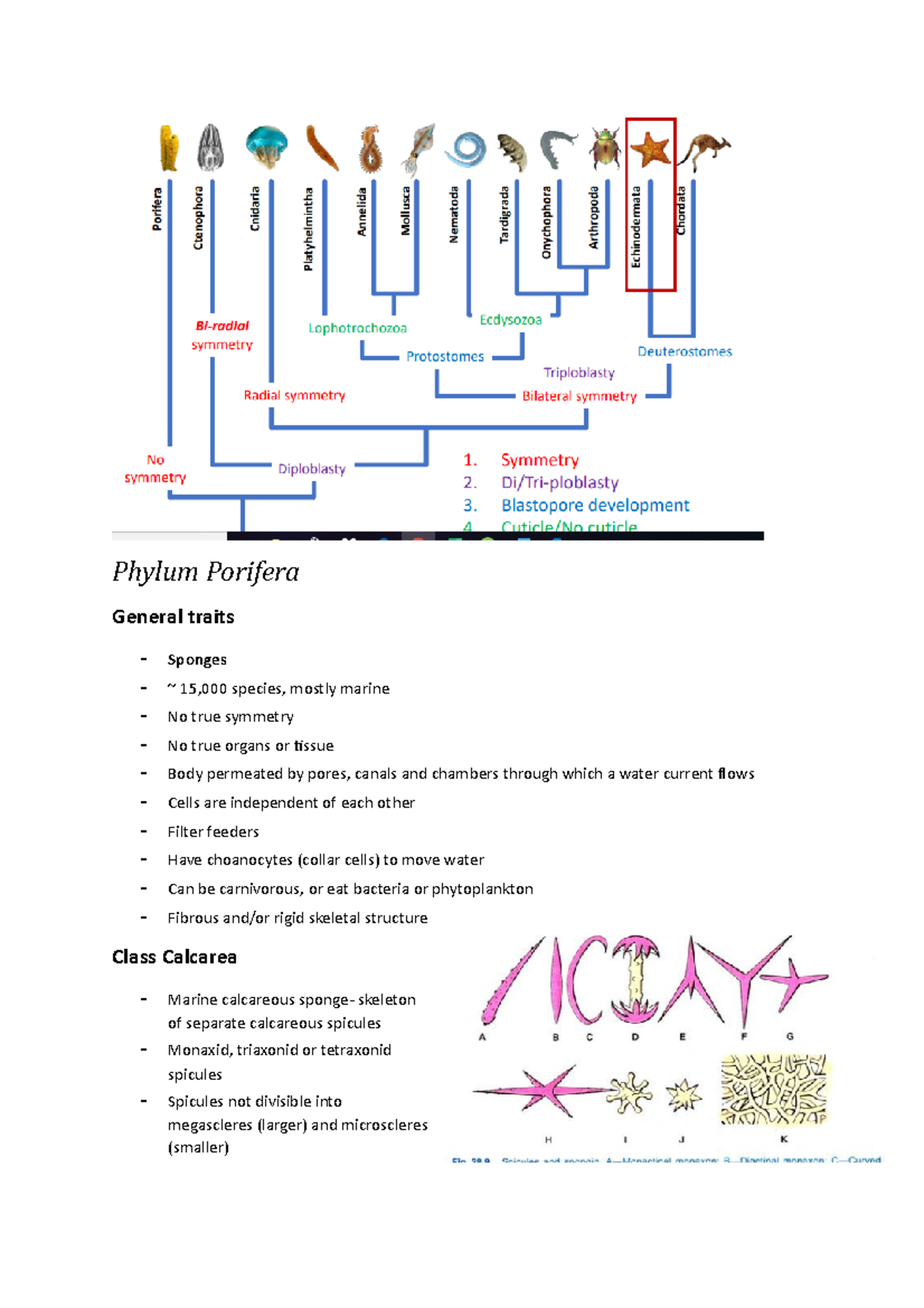 Zoology Notes HD 87 - Phylum Porifera General traits - Sponges ...