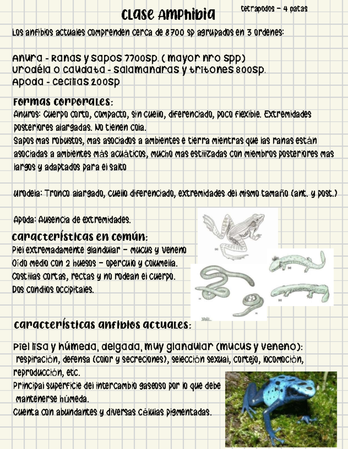 Zoología - amphibia - clase Amphibia Los anfibios actuales comprenden ...