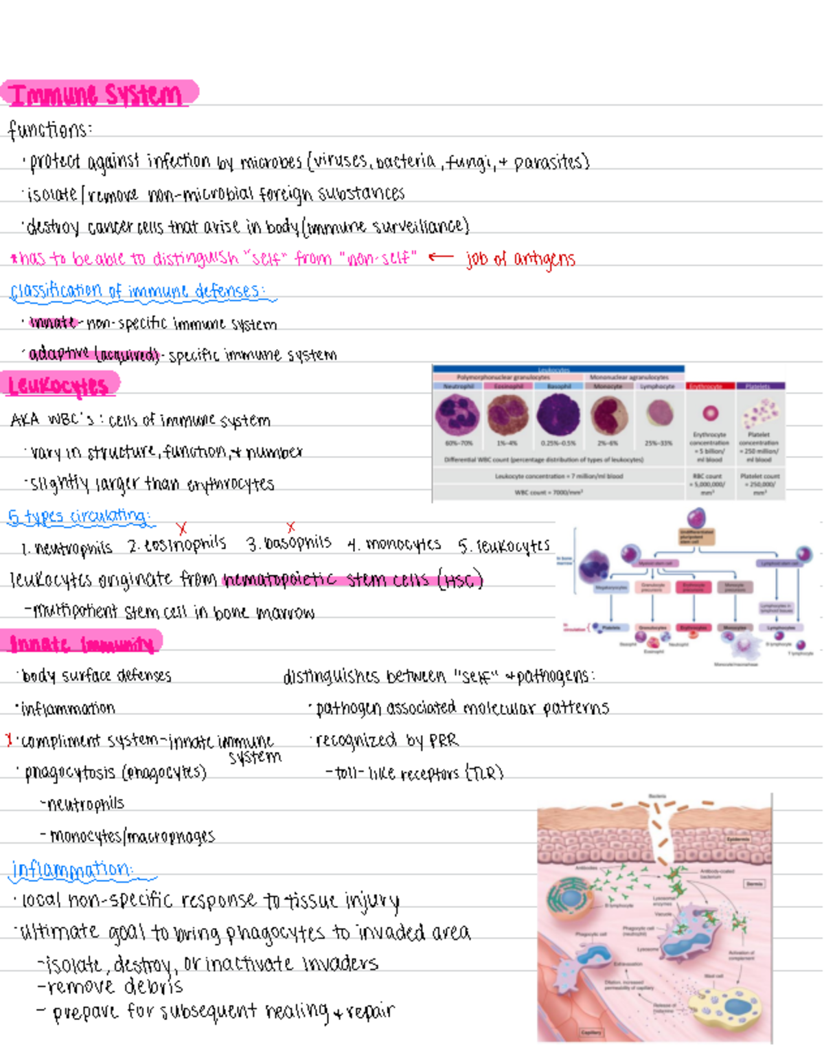 Chapter 15 Lecture Notes - ####### Immune system functions ...