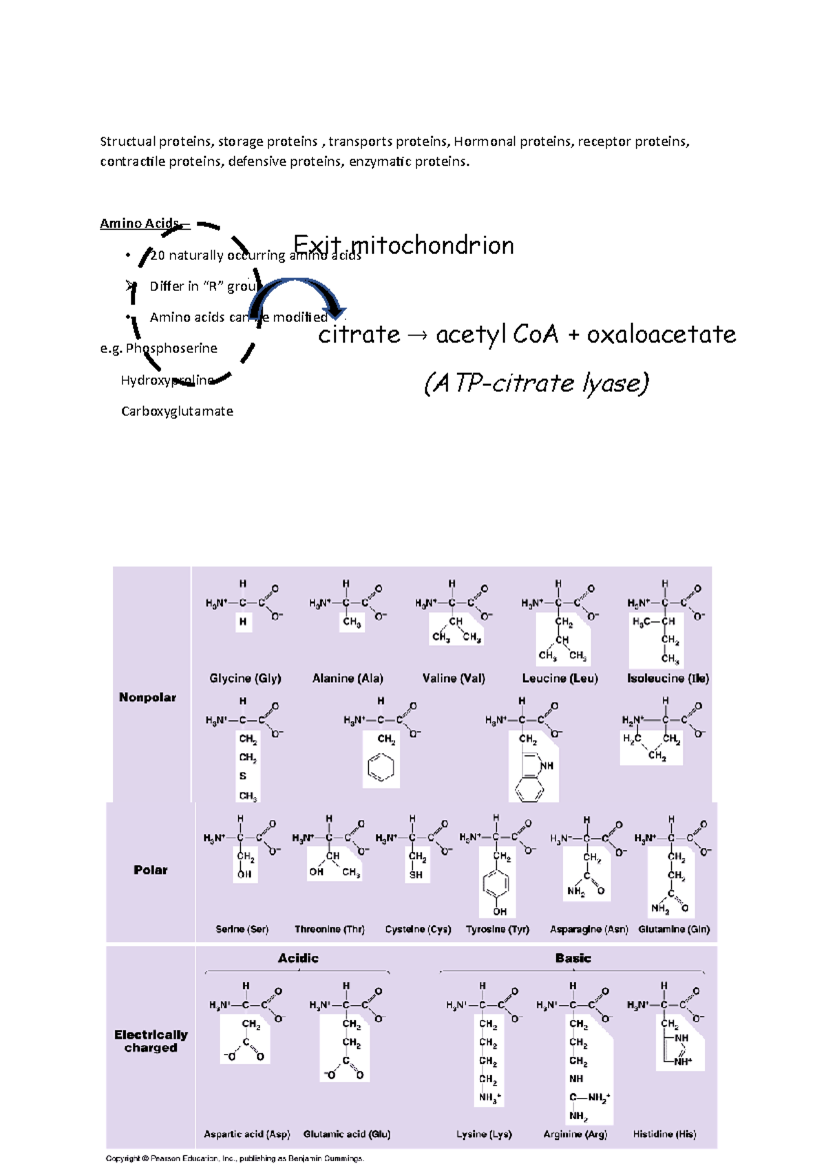 Bio Note 7 - Lecture notes 3-6 - Structual proteins, storage proteins ...