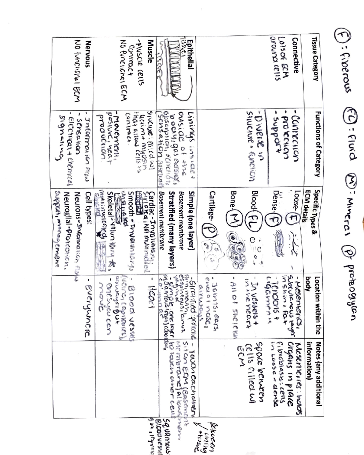WVU Bio 102 Tissue Chart - ®: ~,'Oe,ou 0: ftu,d €,): M,~rc.\ (o/ fro0 ...