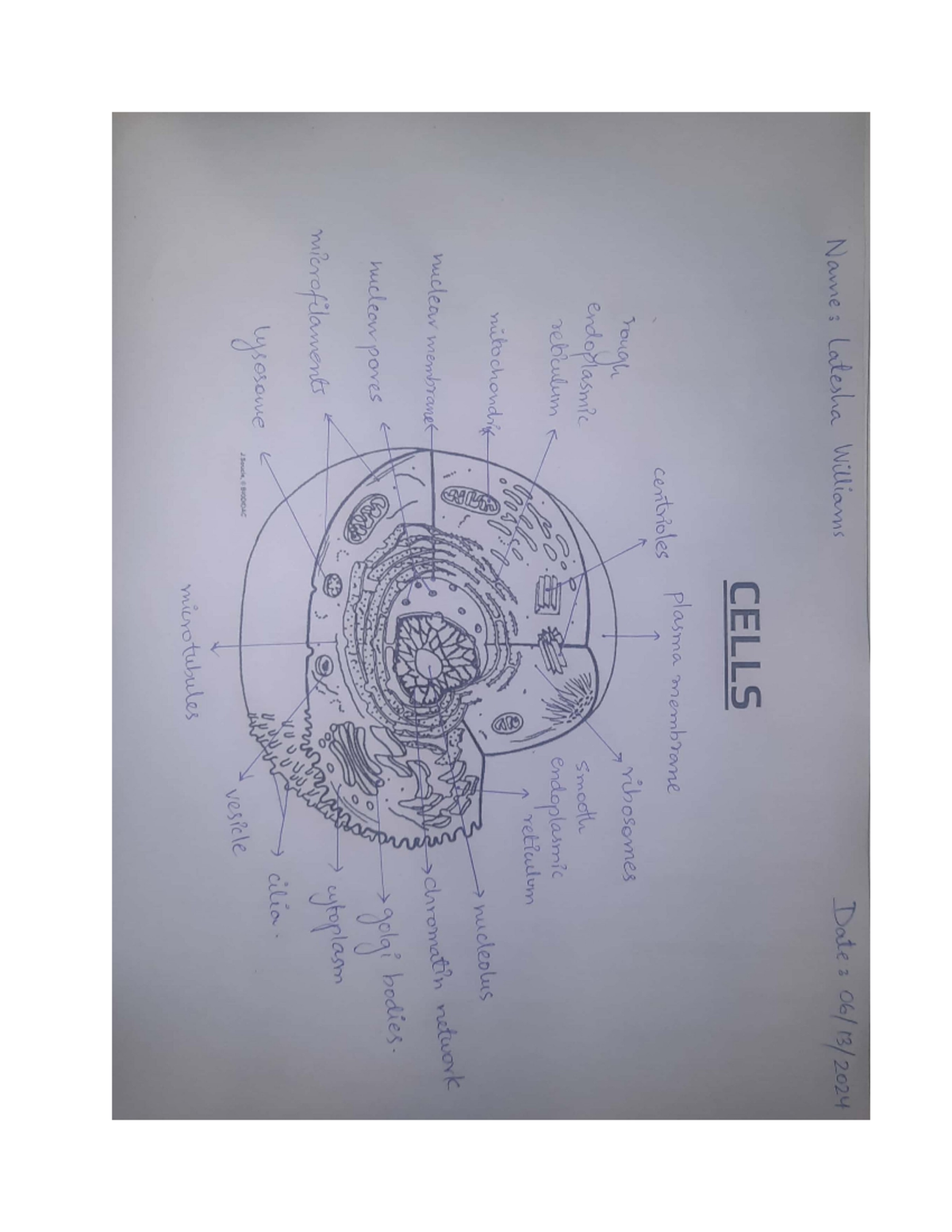 Cells (online) - Latesha Williams - Name: latesha Williams Date 3 CELLS ...