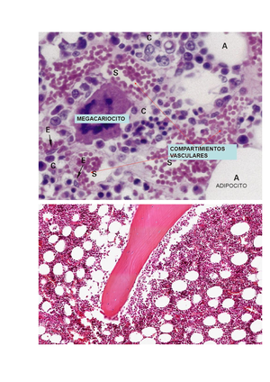 Tejido linfático micro II - Tejido linfático Hay capsulares y no ...
