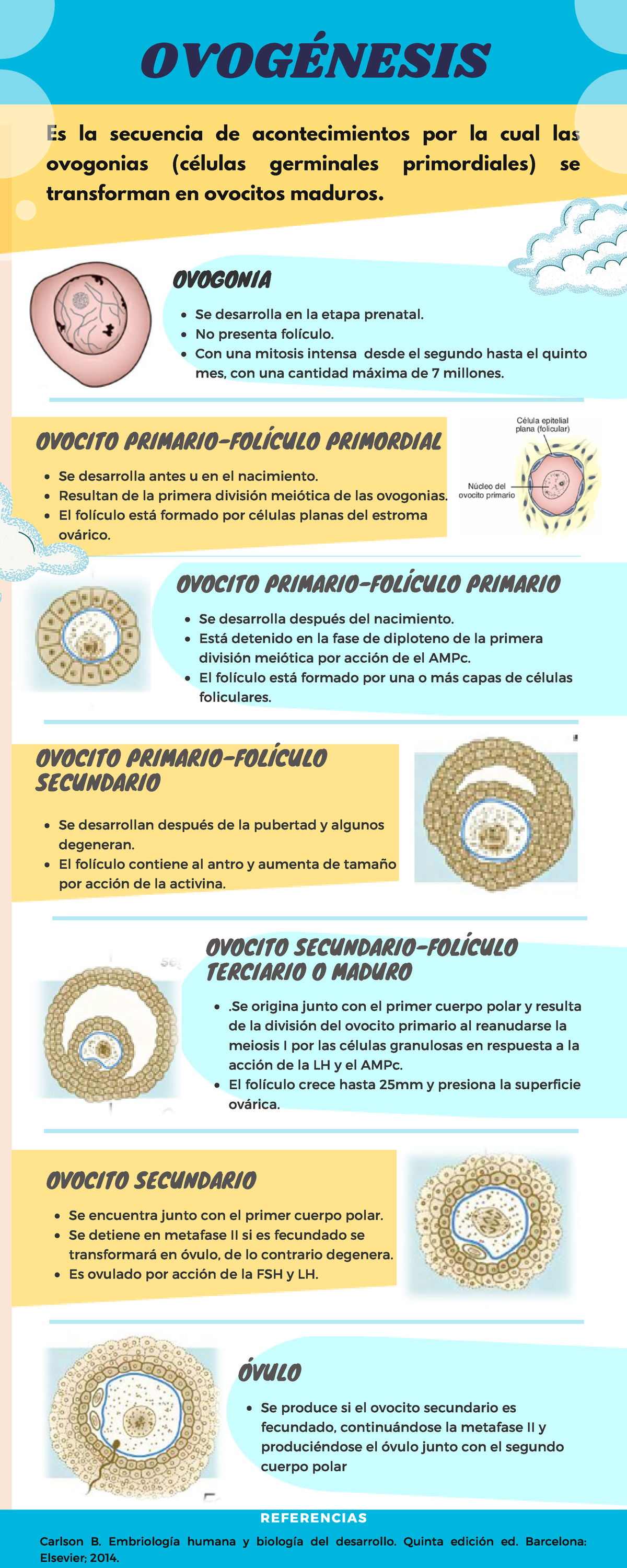 Infofrafías- Ovogénesis Y Espermatogénesis - OVOCITO PRIMARIO-FOLÍCULO ...