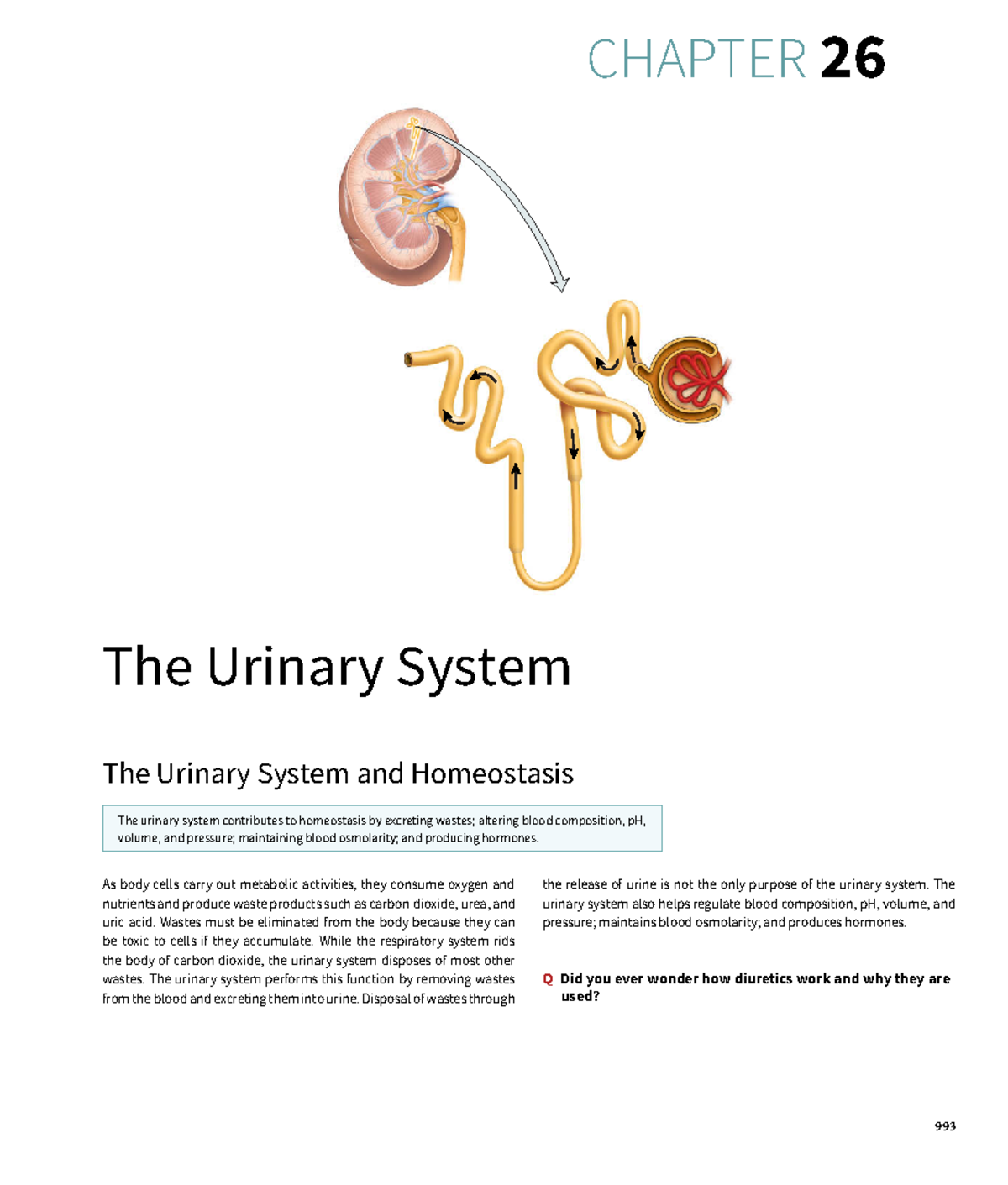 Urinary-System-Tortora - 993 CHAPTER 26 As body cells carry out ...