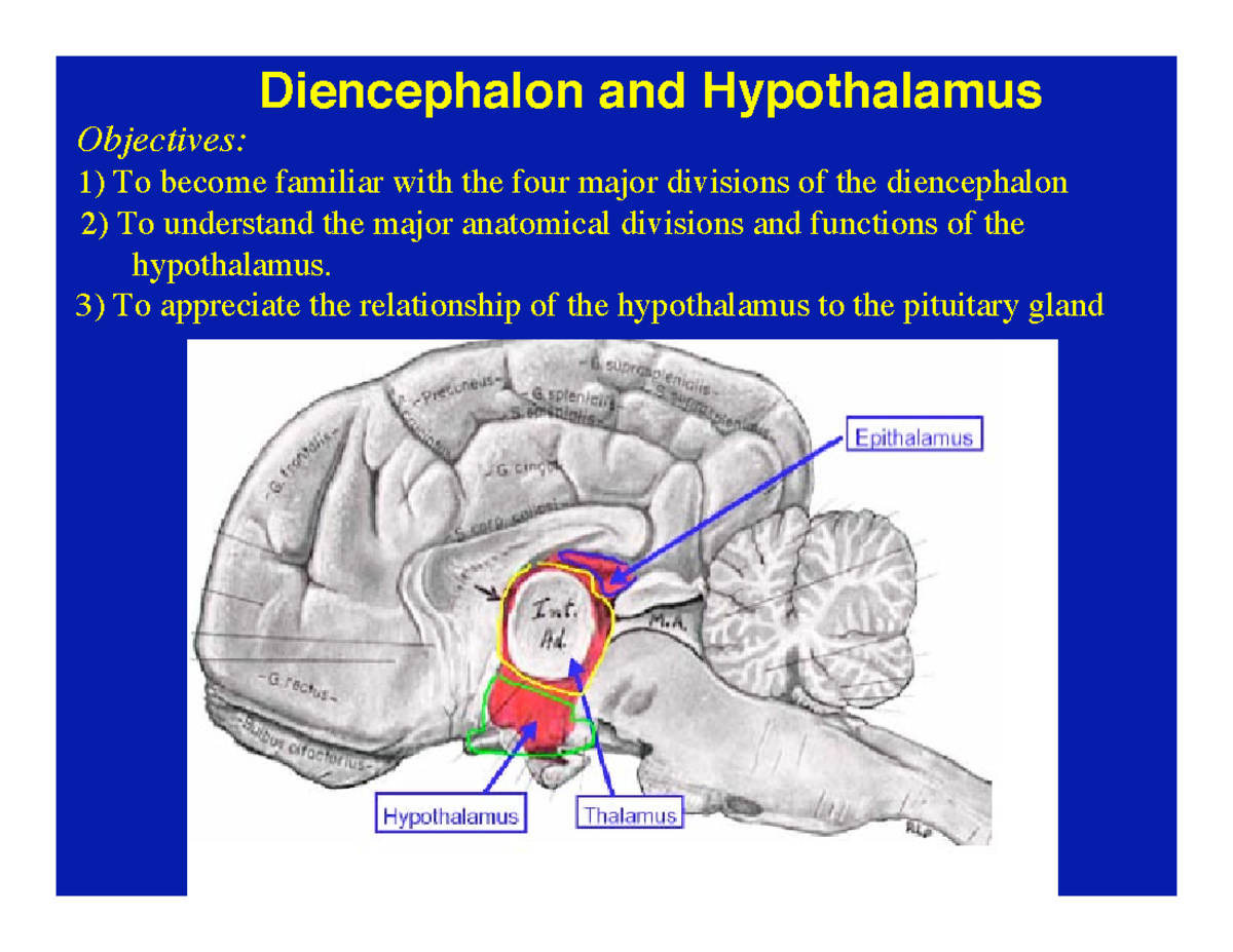 Lect Dienceph - I will Return - Diencephalon and Hypothalamus ...