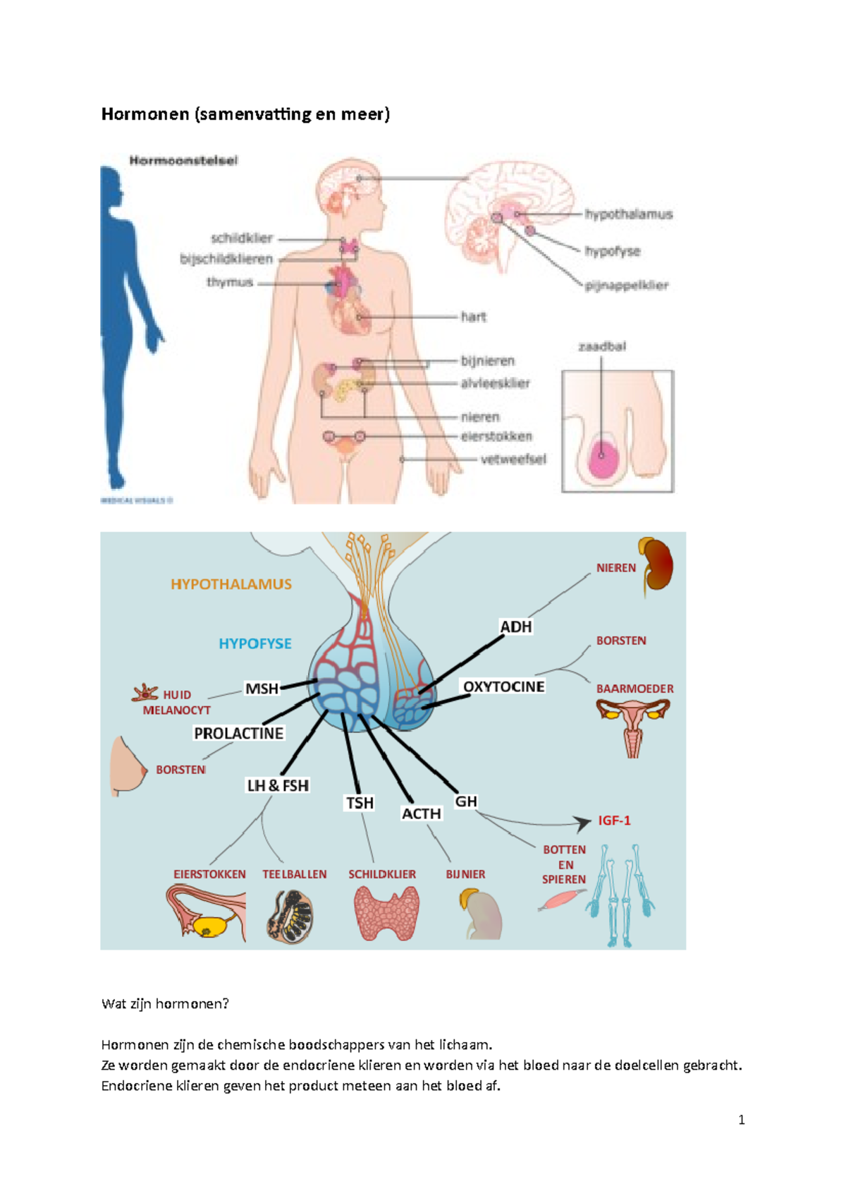 Hormonen - samenvatting en meer - Hormonen (samenvatting en meer) Wat ...