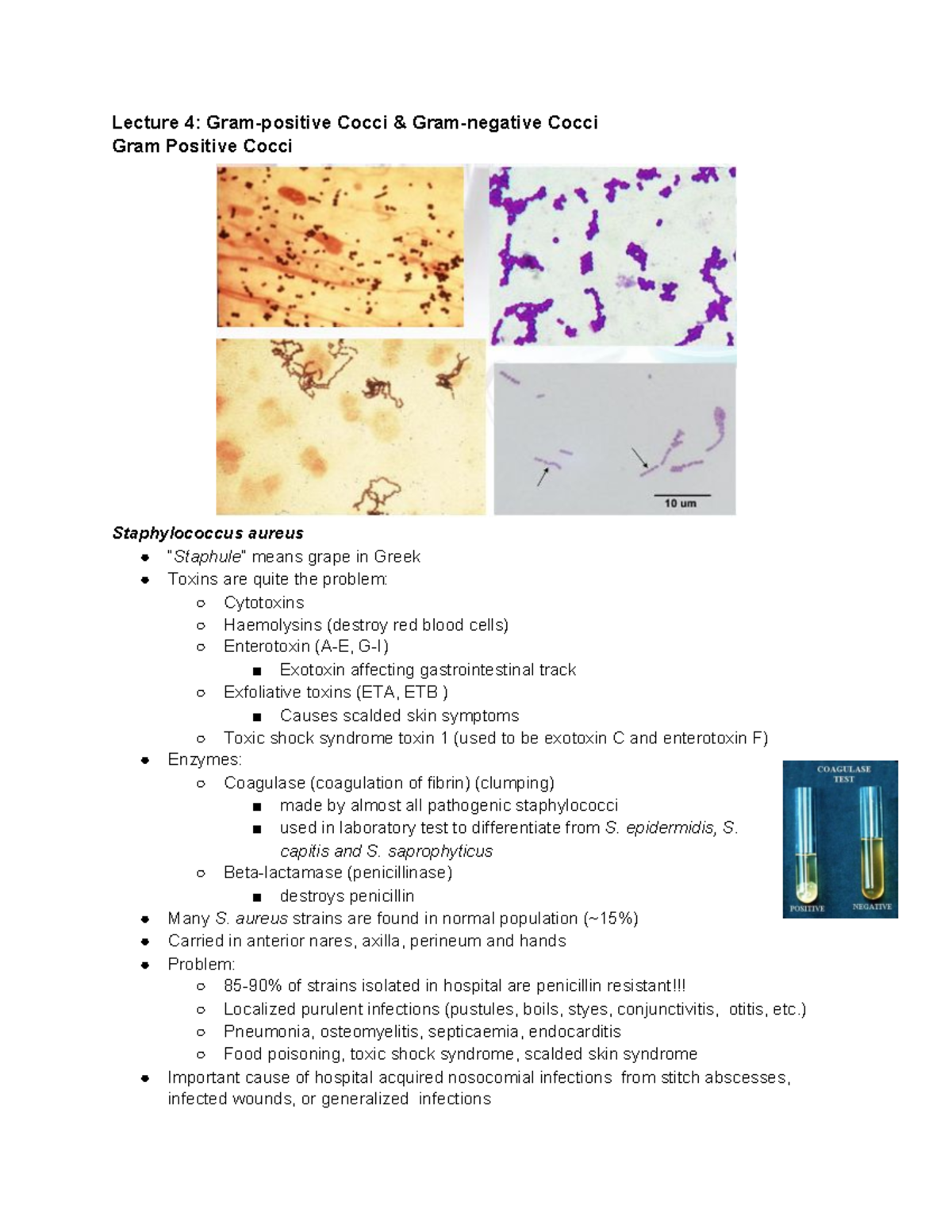 HSS1100 Lecture 4 - Lecture 4: Gram-positive Cocci & Gram-negative ...
