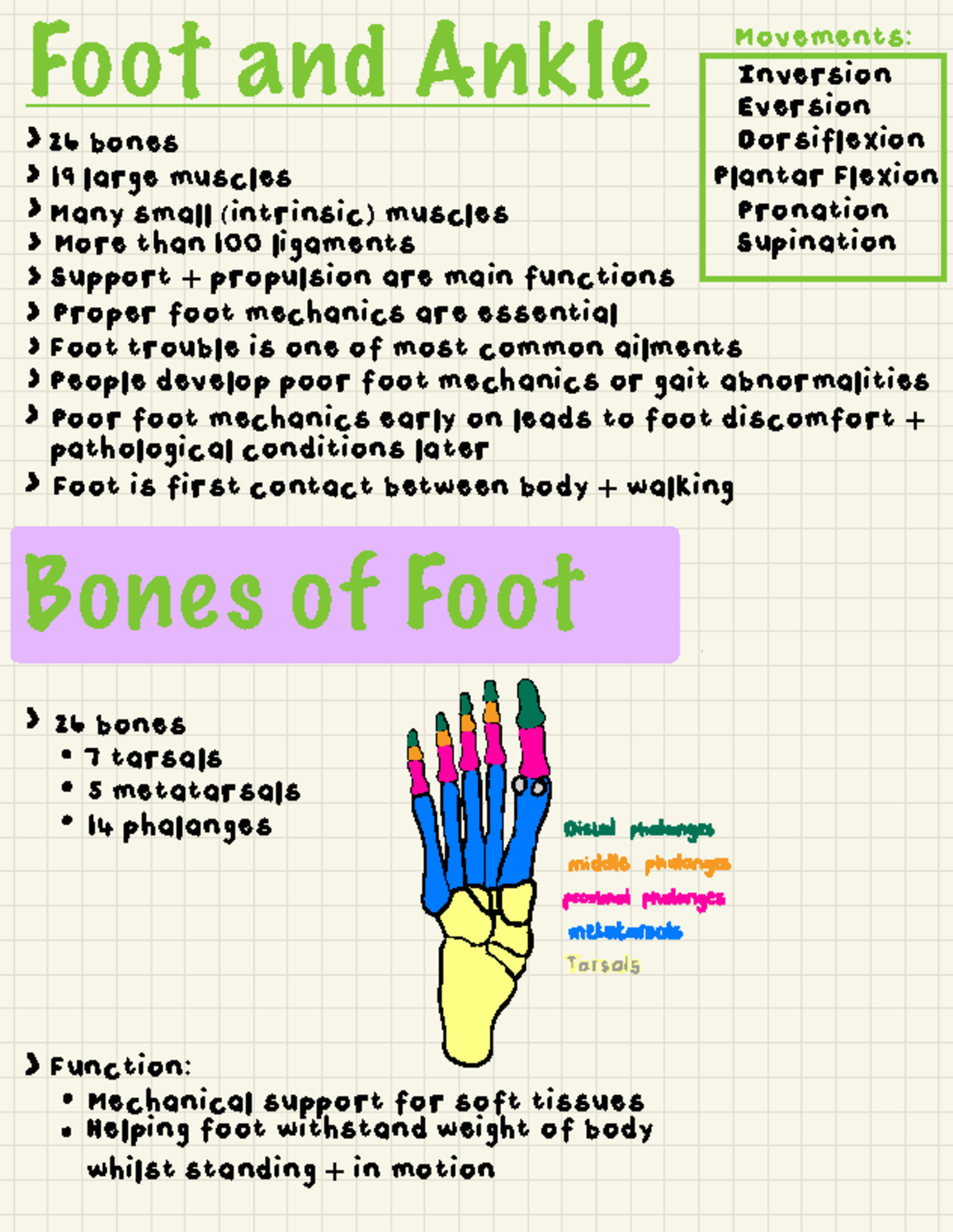 Foot And Ankle - Own made notes, I received 96% using these - Foot and ...