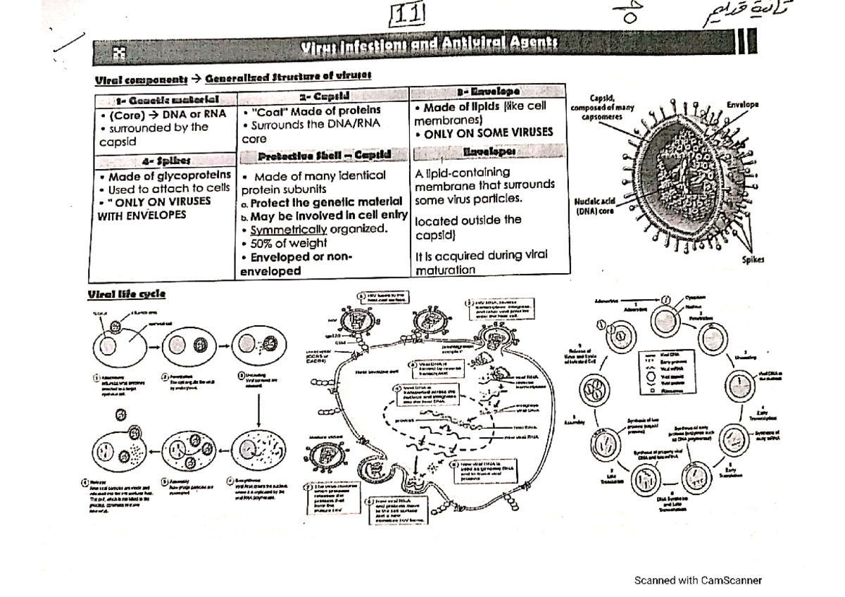 Micro 11 - Medical microbiology - Studocu