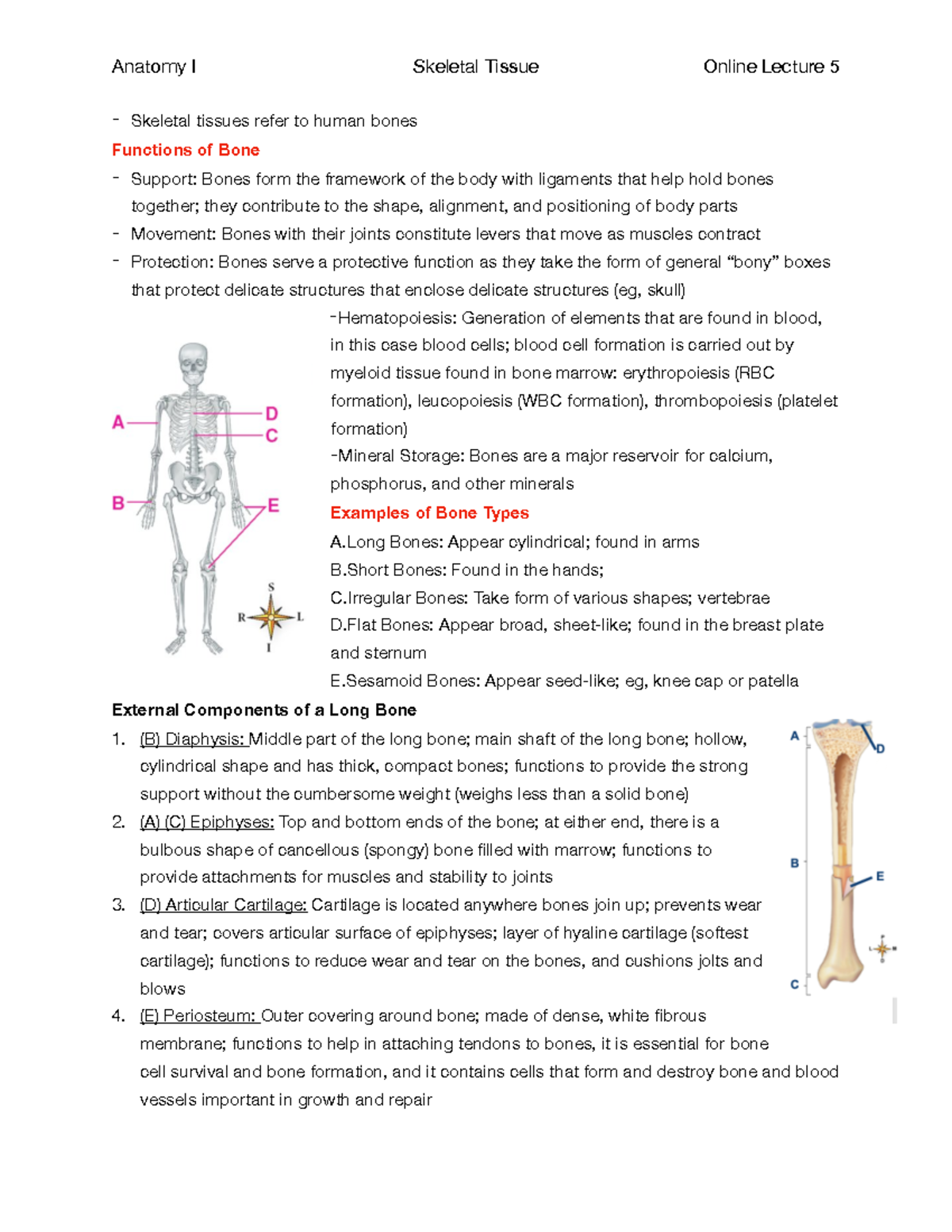 Anatomy I; Online Lec 5; Skeletal Bone (PDF) - Skeletal tissues refer ...