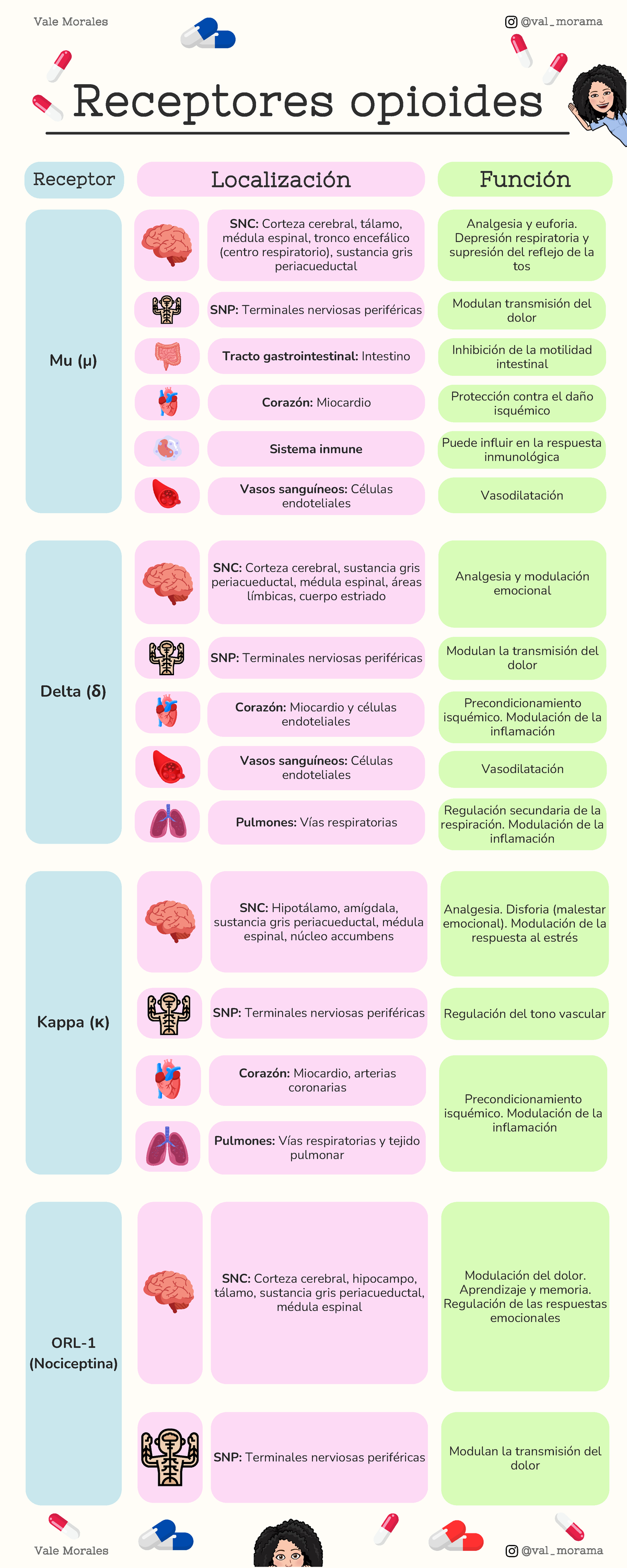Receptores opioides - Mu (μ) SNC: Corteza cerebral, tálamo, médula ...