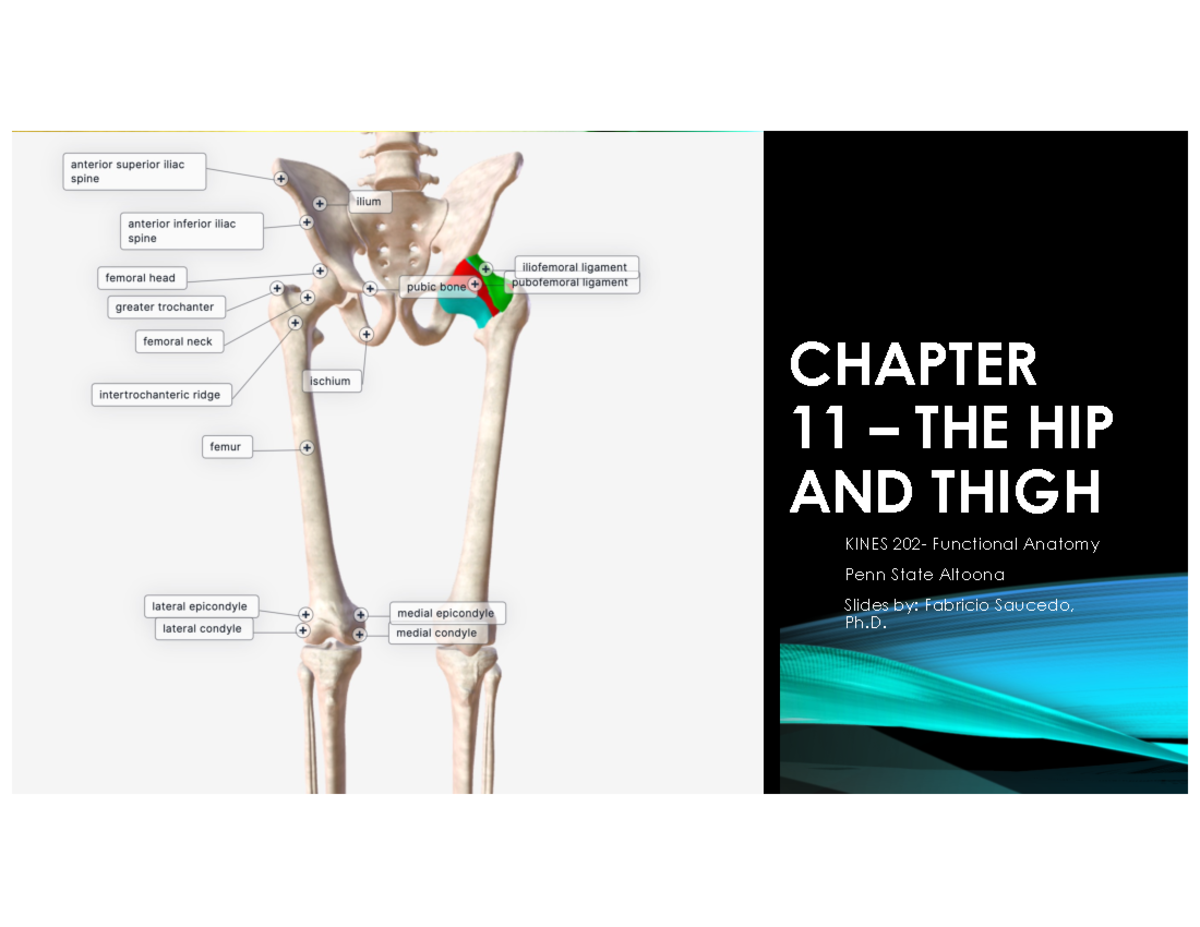 Chapter 11 Hip and Thigh PT 1 - CHAPTER 11 – THE HIP AND THIGH KINES ...