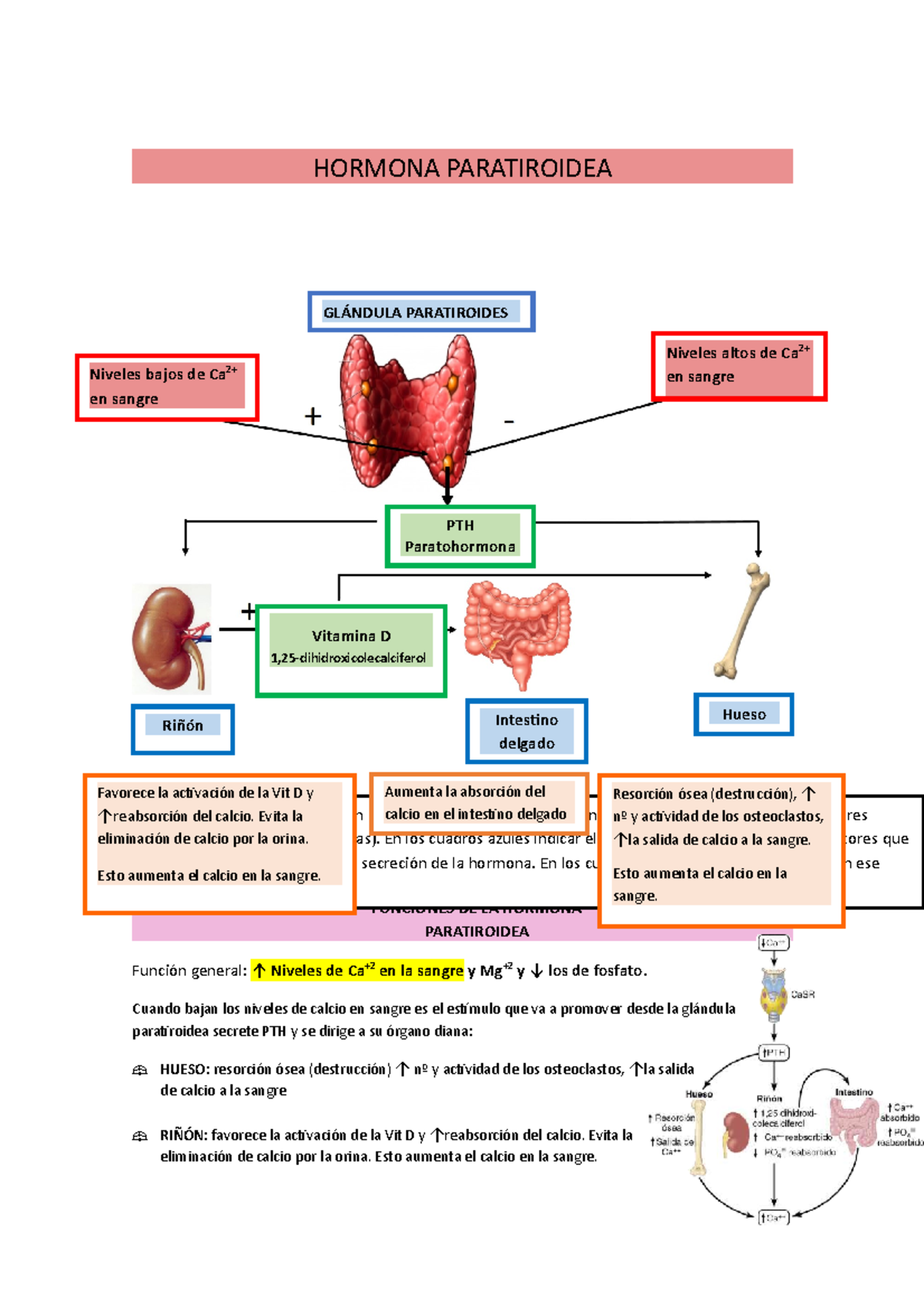 Hormona Paratiroidea - Apuntes - HORMONA PARATIROIDEA FUNCIONES DE LA ...
