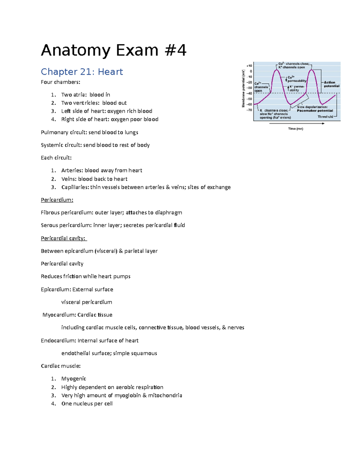 Anatomy exam 4 - study guide - Anatomy Exam Chapter 21: Heart Four ...