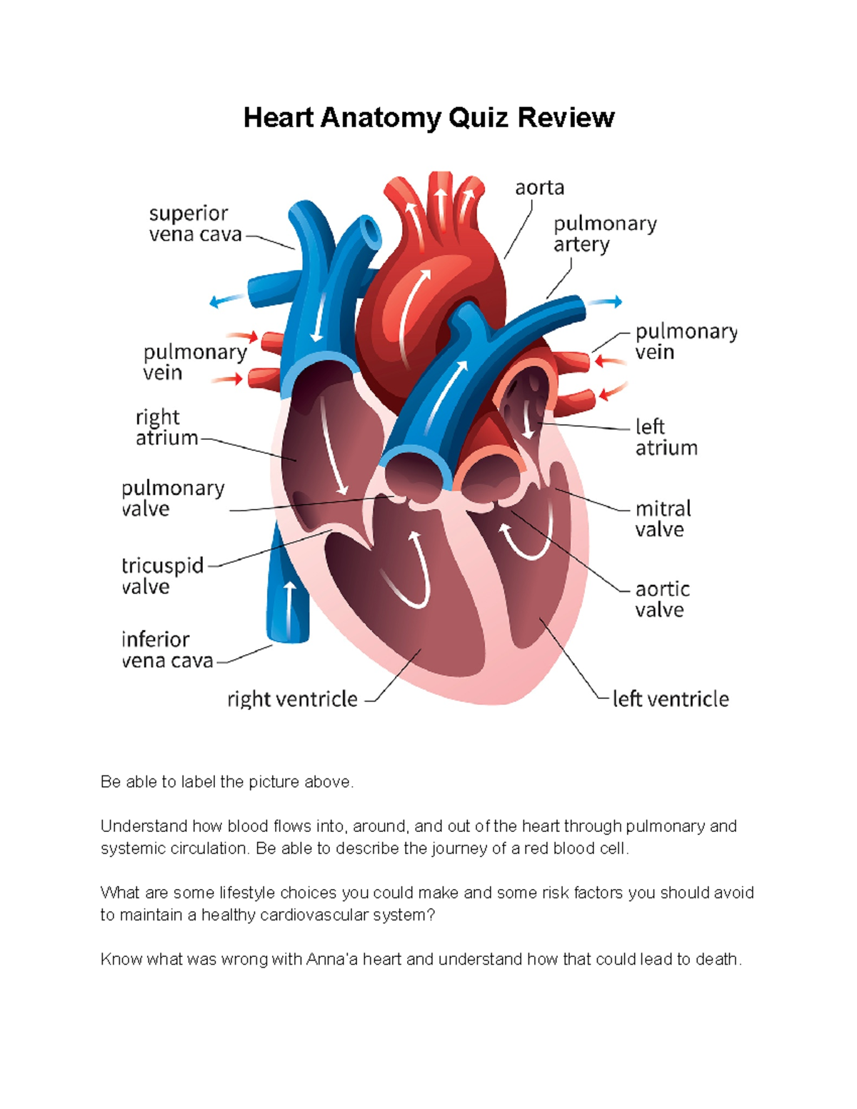 Review: for Heart Anatomy Quiz - Heart Anatomy Quiz Review Be able to ...